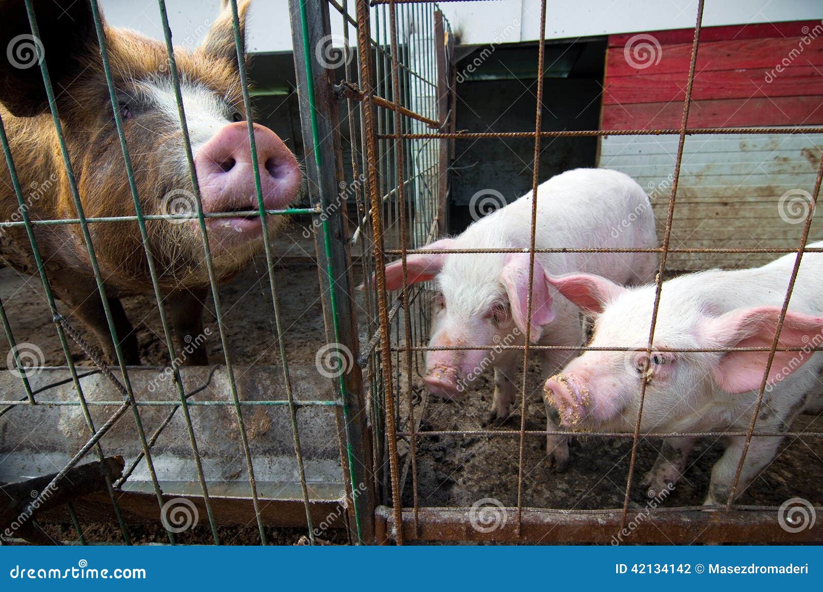 Pigs being curious stock photo. Image of domestic, sleeping - 42134142