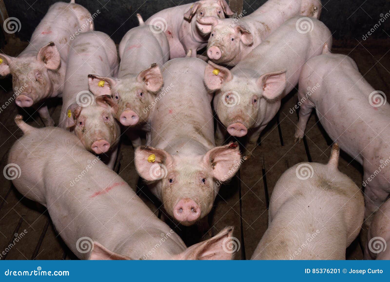 Pigs stock image. Image of people, hall, light, group - 85376201