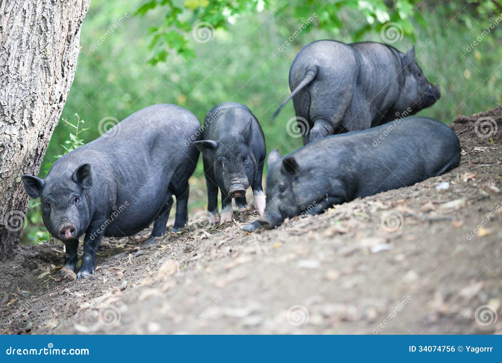 Pigs stock photo. Image of natural, animal, landscape - 34074756