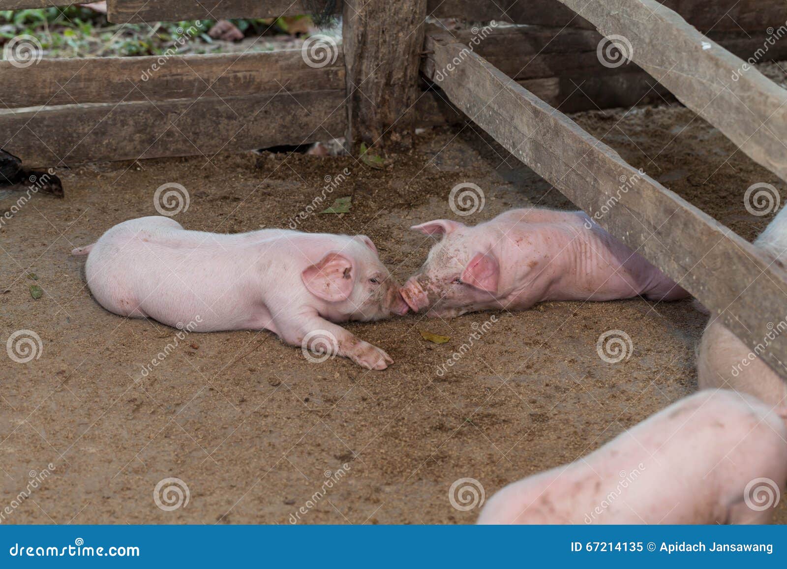 Pigs are Brought Together for a Walk in a Wood Enclosure. Stock Image ...