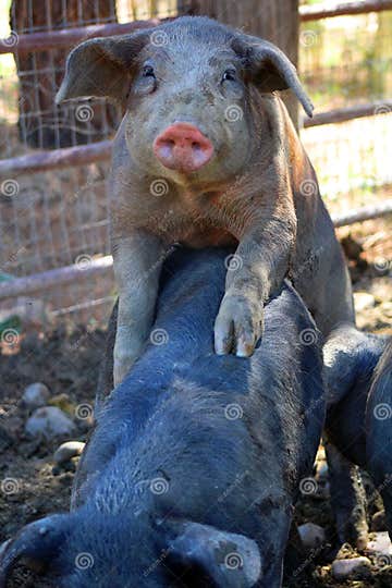 Pigs copulating stock image. Image of copulating, port - 55100261