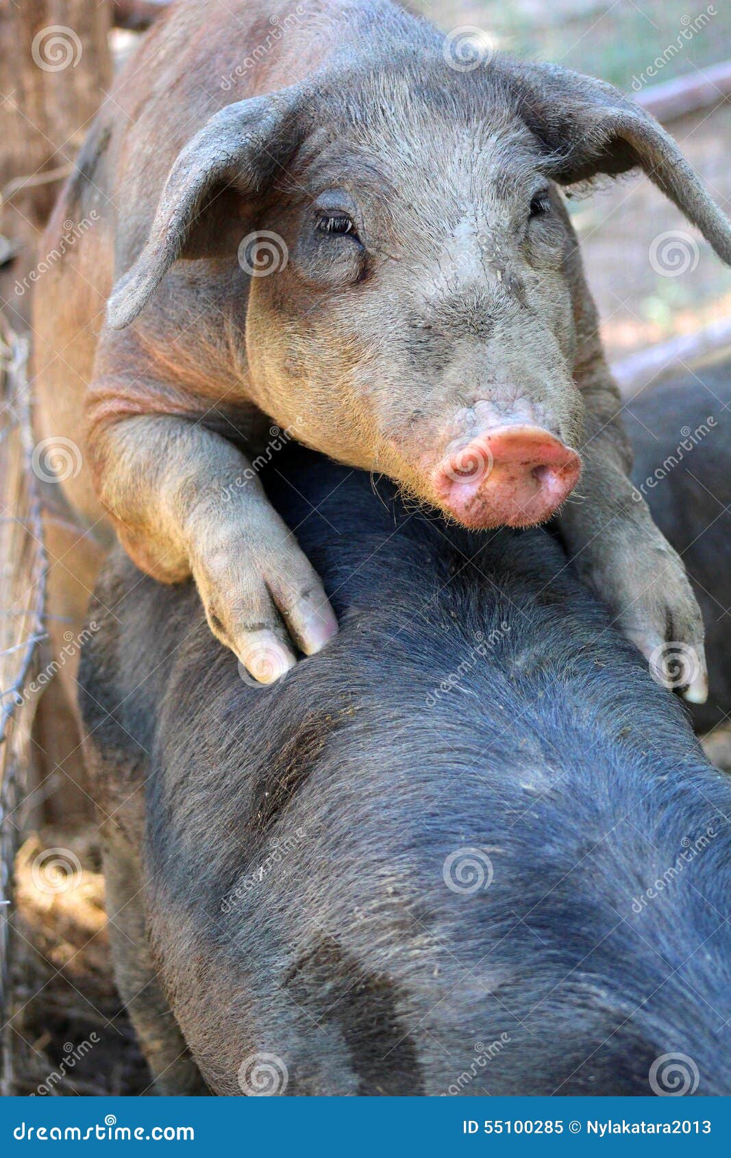 Pigs copulating stock image. Image of port, black, muddy - 55100285