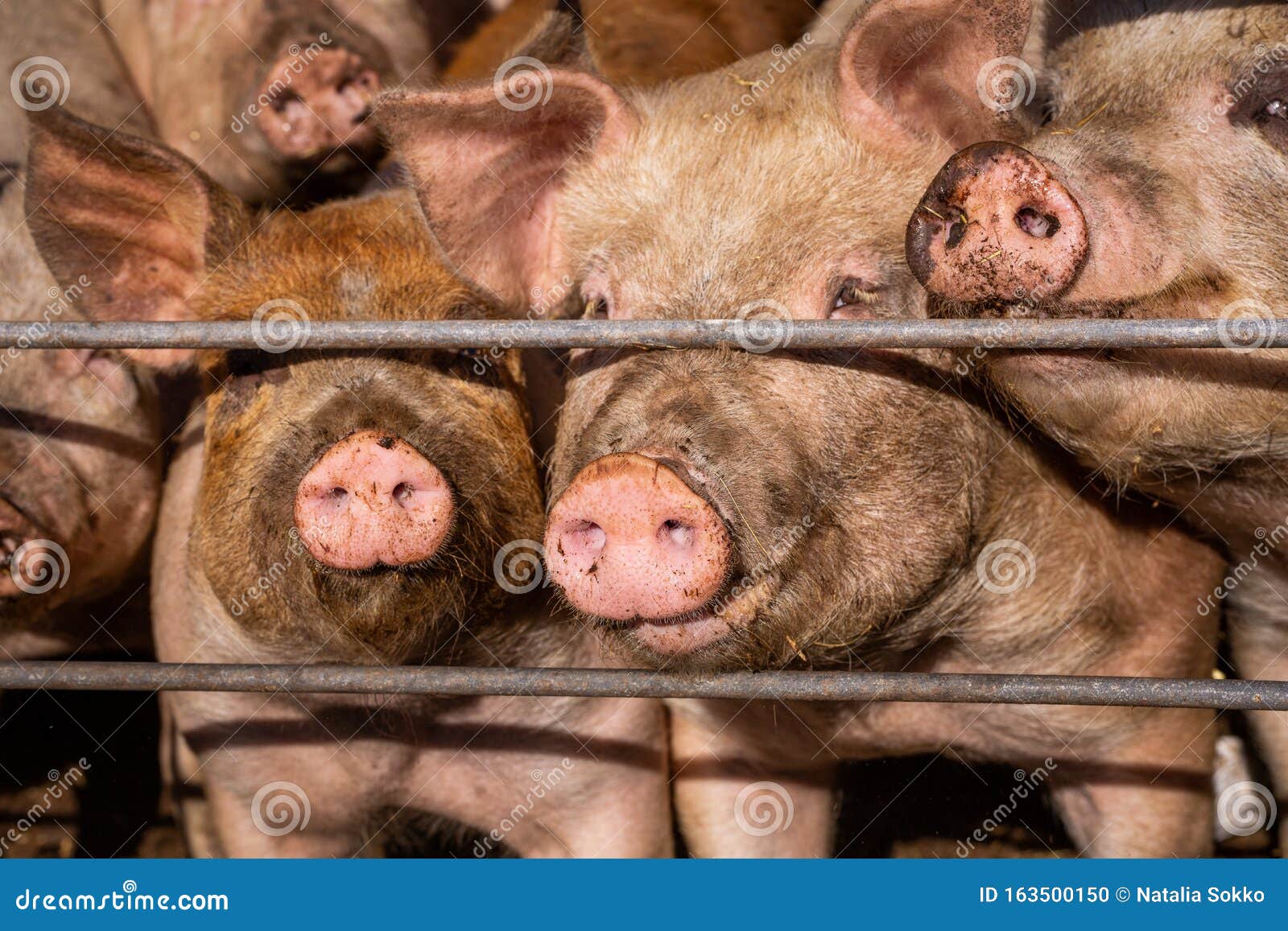 The pigs in the corral stock photo. Image of agriculture - 163500150
