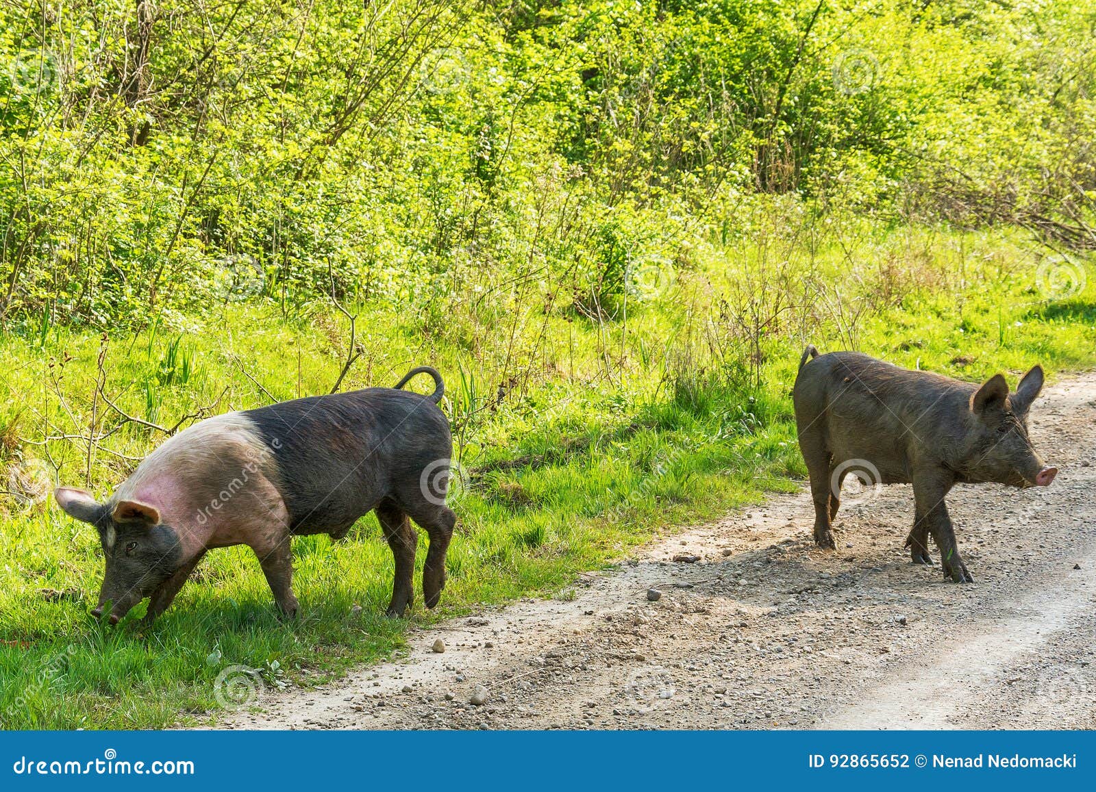 Pigs crossing the road stock photo. Image of boar, agriculture - 92865652