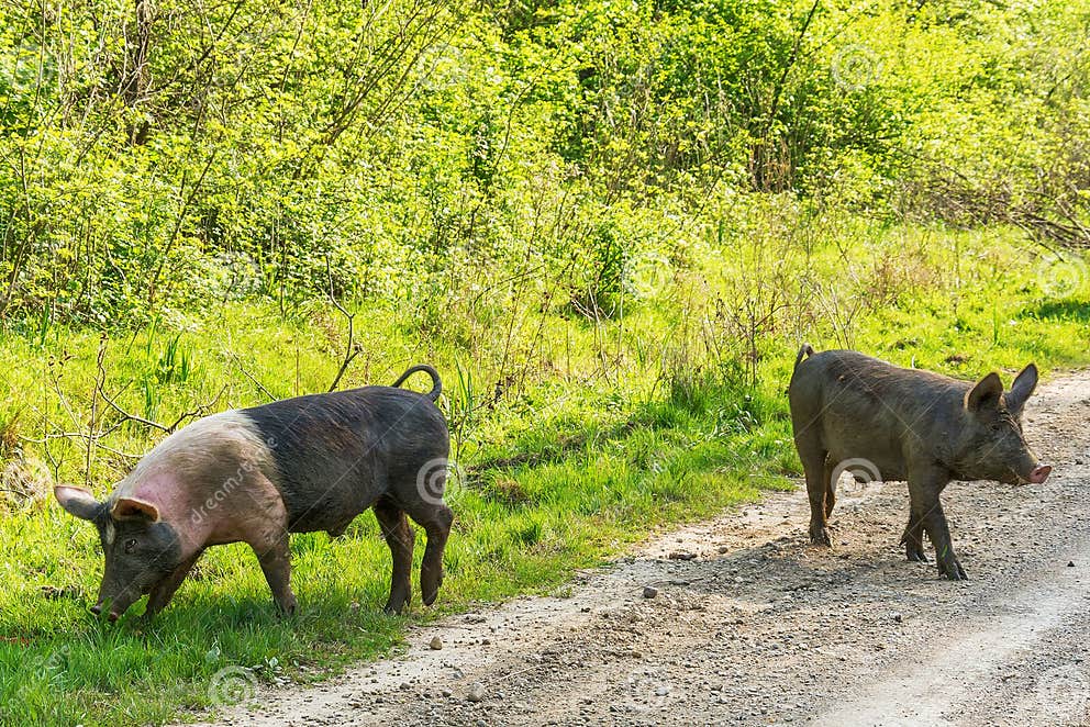 Pigs crossing the road stock photo. Image of boar, agriculture - 92865652