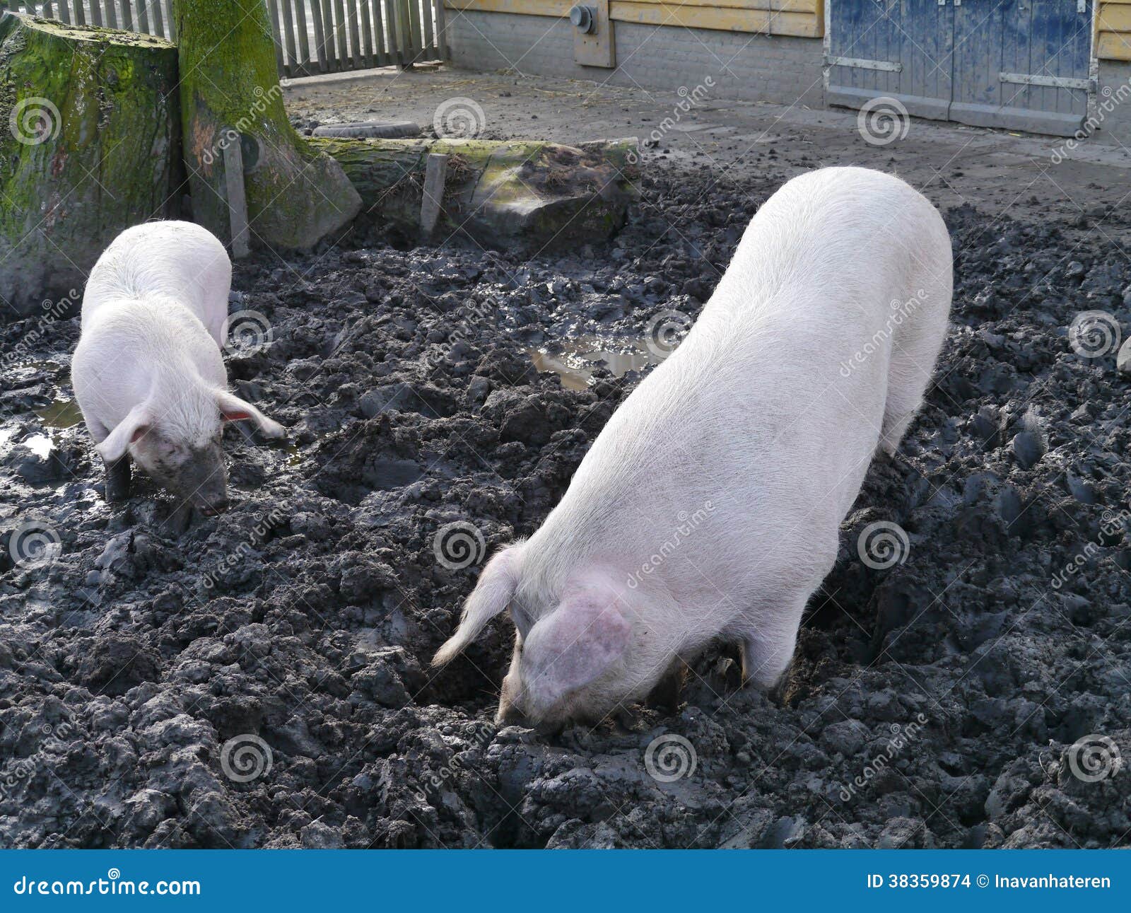 Pigs Dig the Ground with Their Snouts Stock Photo - Image of muddy ...