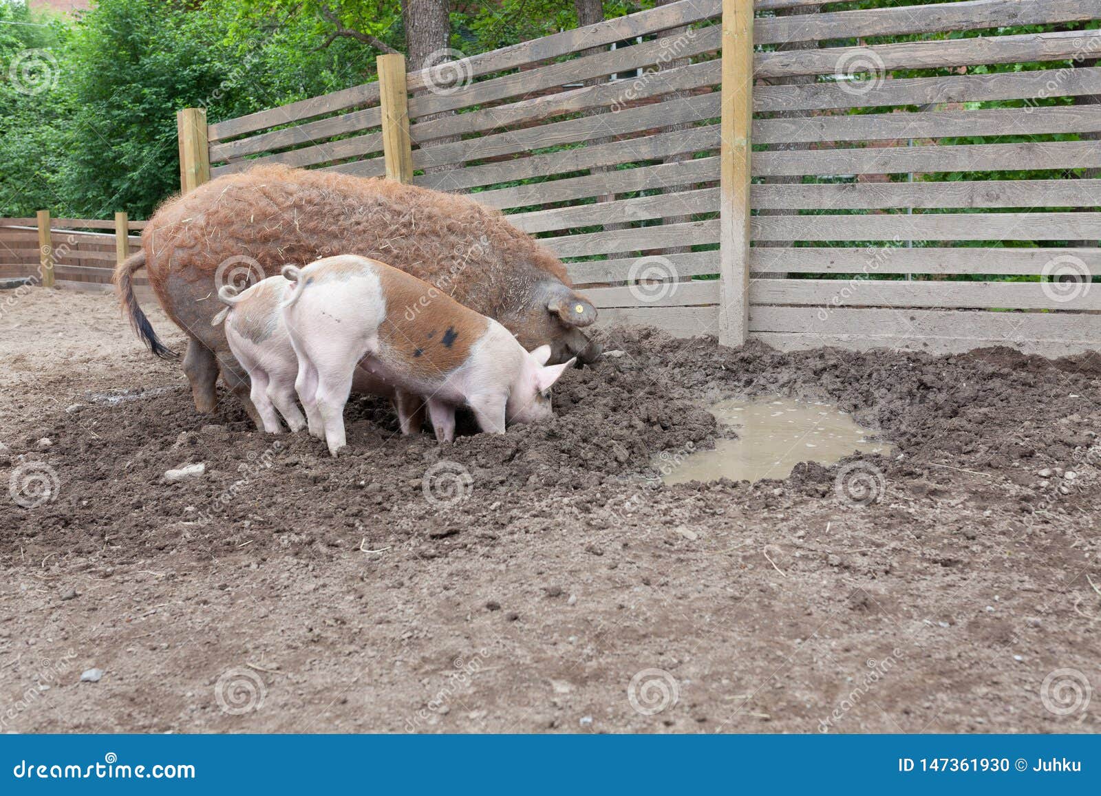 Pigs Digging in Outdoor Enclosure Stock Photo - Image of adorable, farm ...