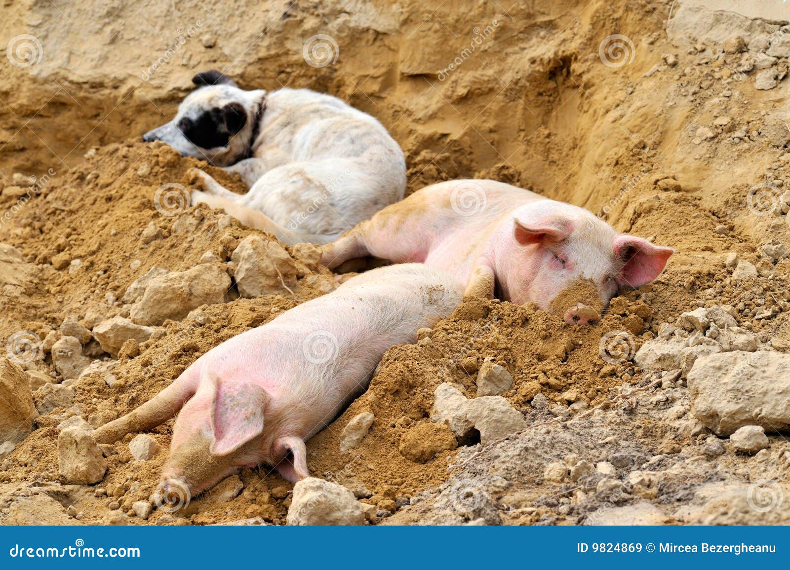 Pigs and dog outdoor stock image. Image of summer, livestock - 9824869