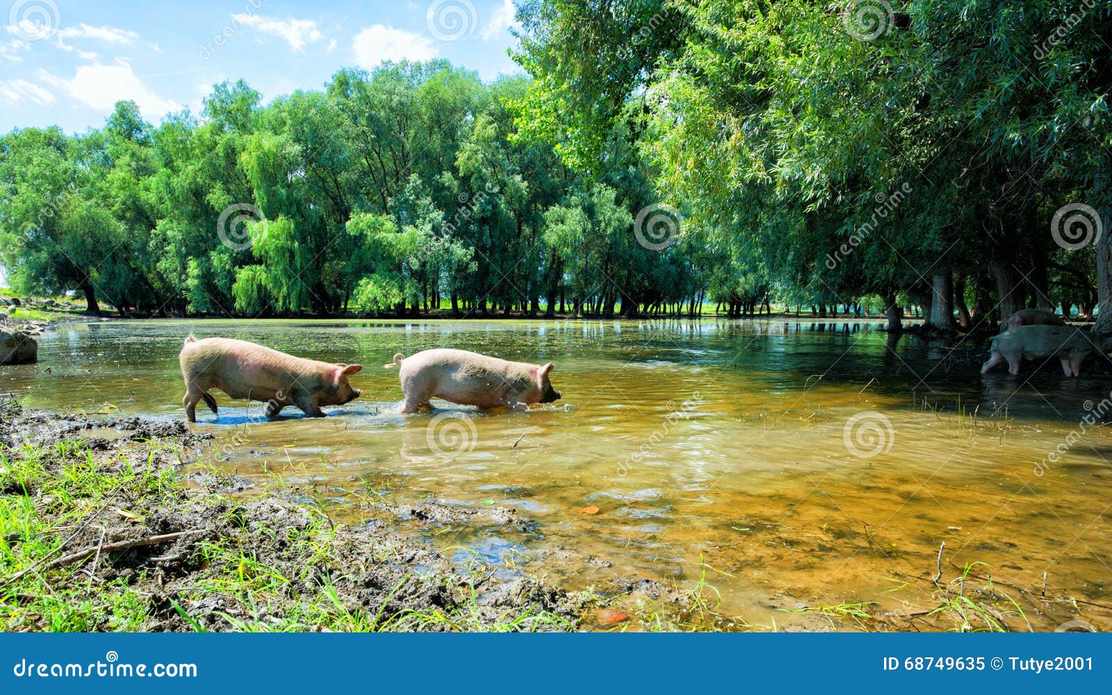 Pigs Drinking Water from the Lake Stock Image - Image of habitat, pumba ...