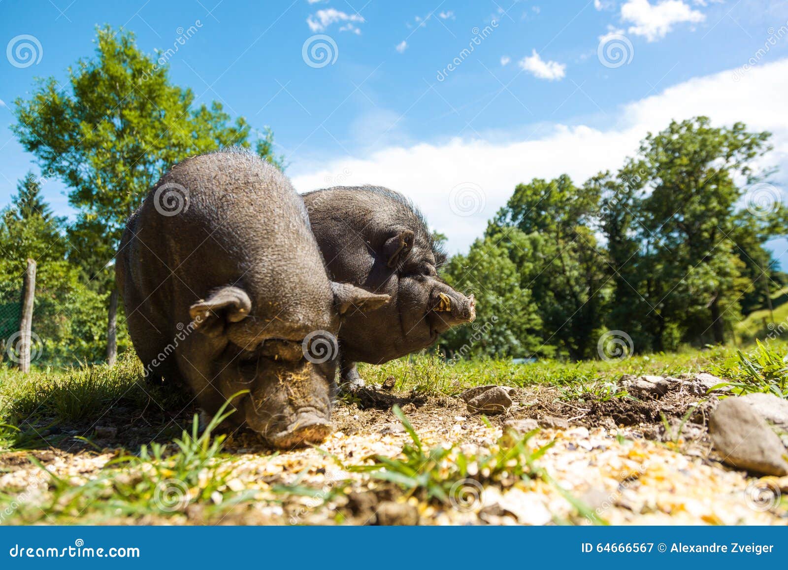 Pigs Eat, Close-up View, Summer Stock Image - Image of hungry, natural ...