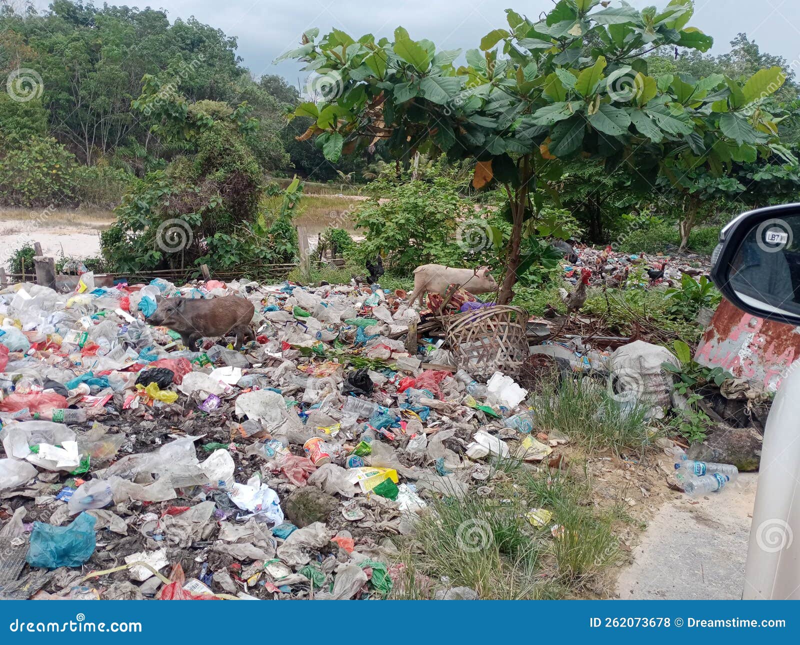 Pigs eat in the trash stock photo. Image of soil, pond - 262073678