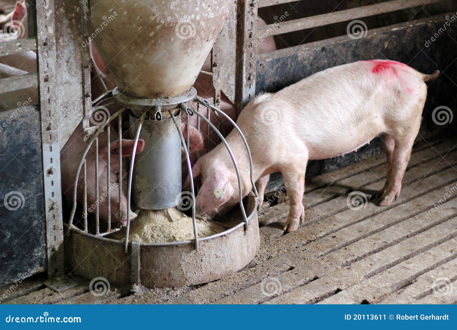 Pigs Eating stock image. Image of farm, domestic, agricultural - 20113611