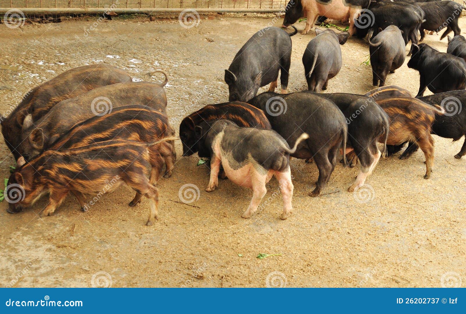 Pigs eating stock image. Image of walking, puddle, walk - 26202737