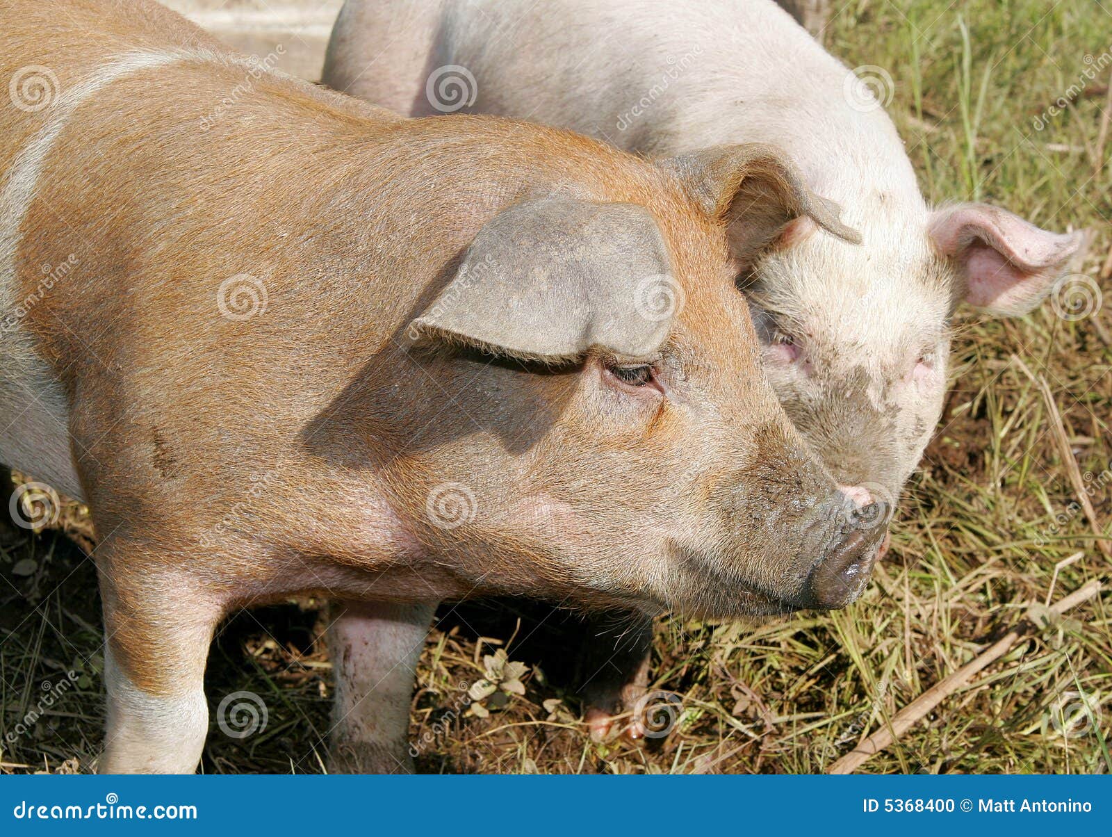 Pigs eating stock photo. Image of barn, farmland, pigs - 5368400