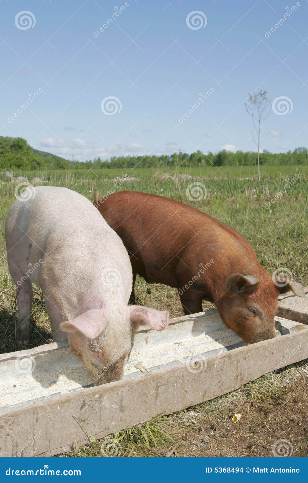 Pigs eating stock photo. Image of hungry, rural, head - 5368494