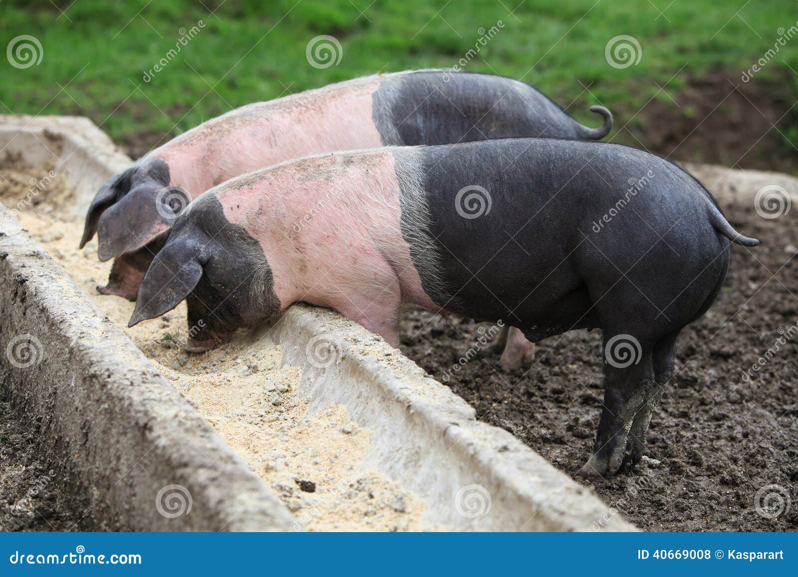 Pigs eating stock photo. Image of eating, animal, livestock - 40669008