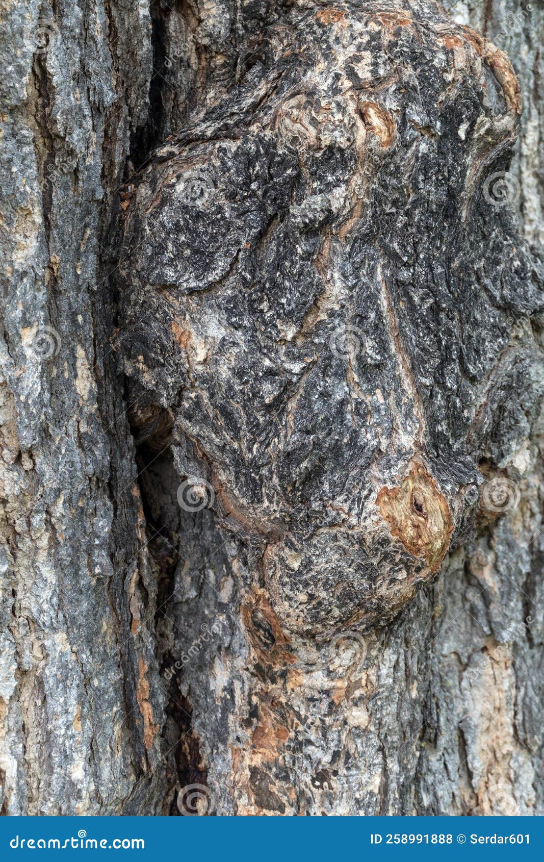 Pigs face in bark stock photo. Image of face, surface - 258991888