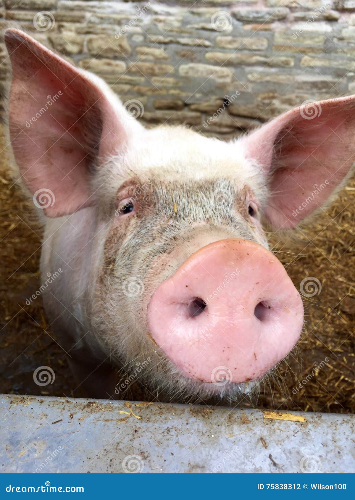 Pigs Face in Sty stock photo. Image of nose, snout, funny - 75838312