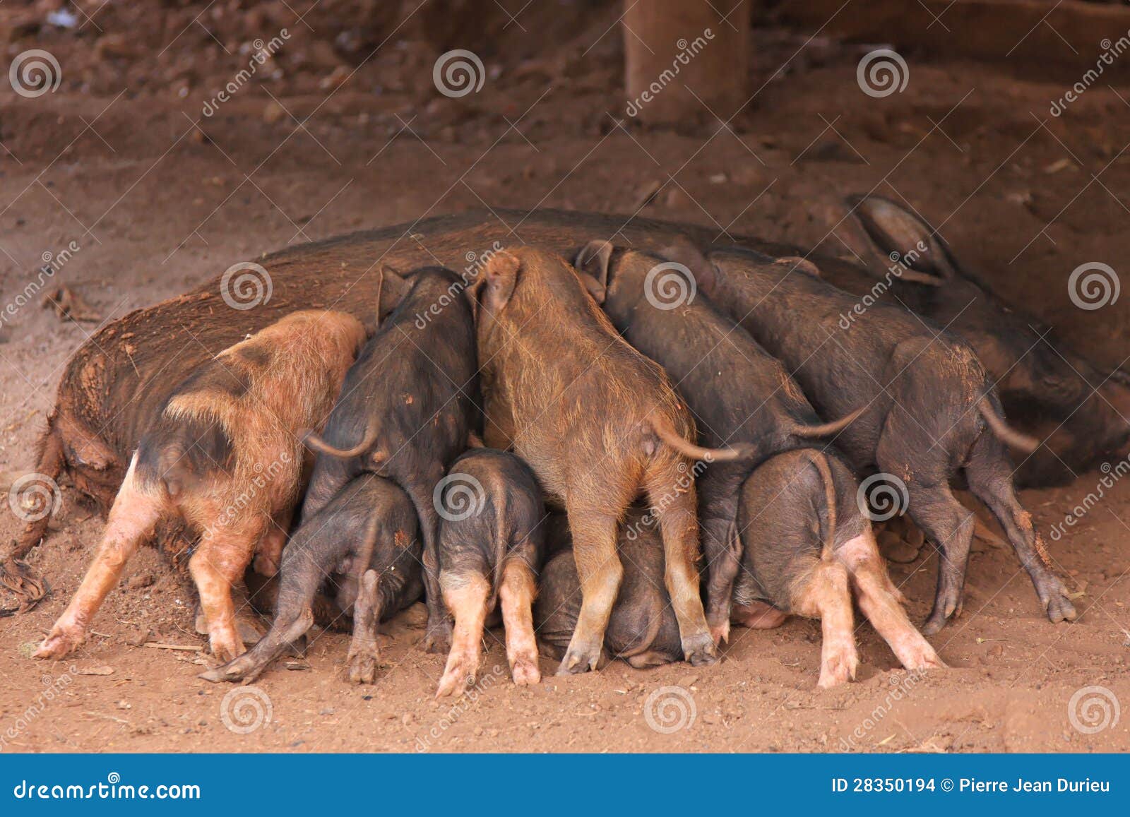 Pigs Family in a Farm of Laos Stock Photo - Image of pakse, nature ...