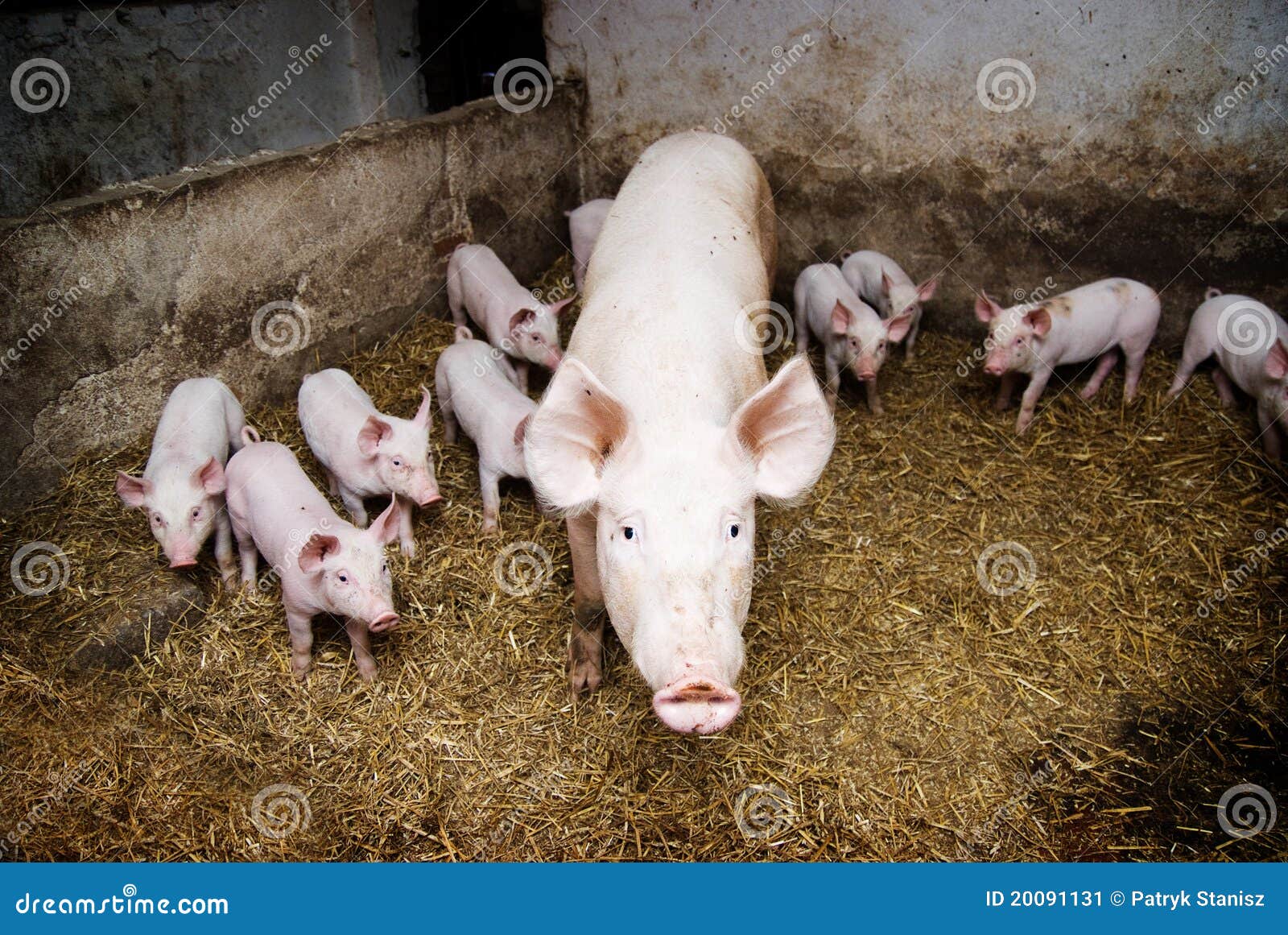 Pigs in a farm stock image. Image of cage, eating, milk - 20091131