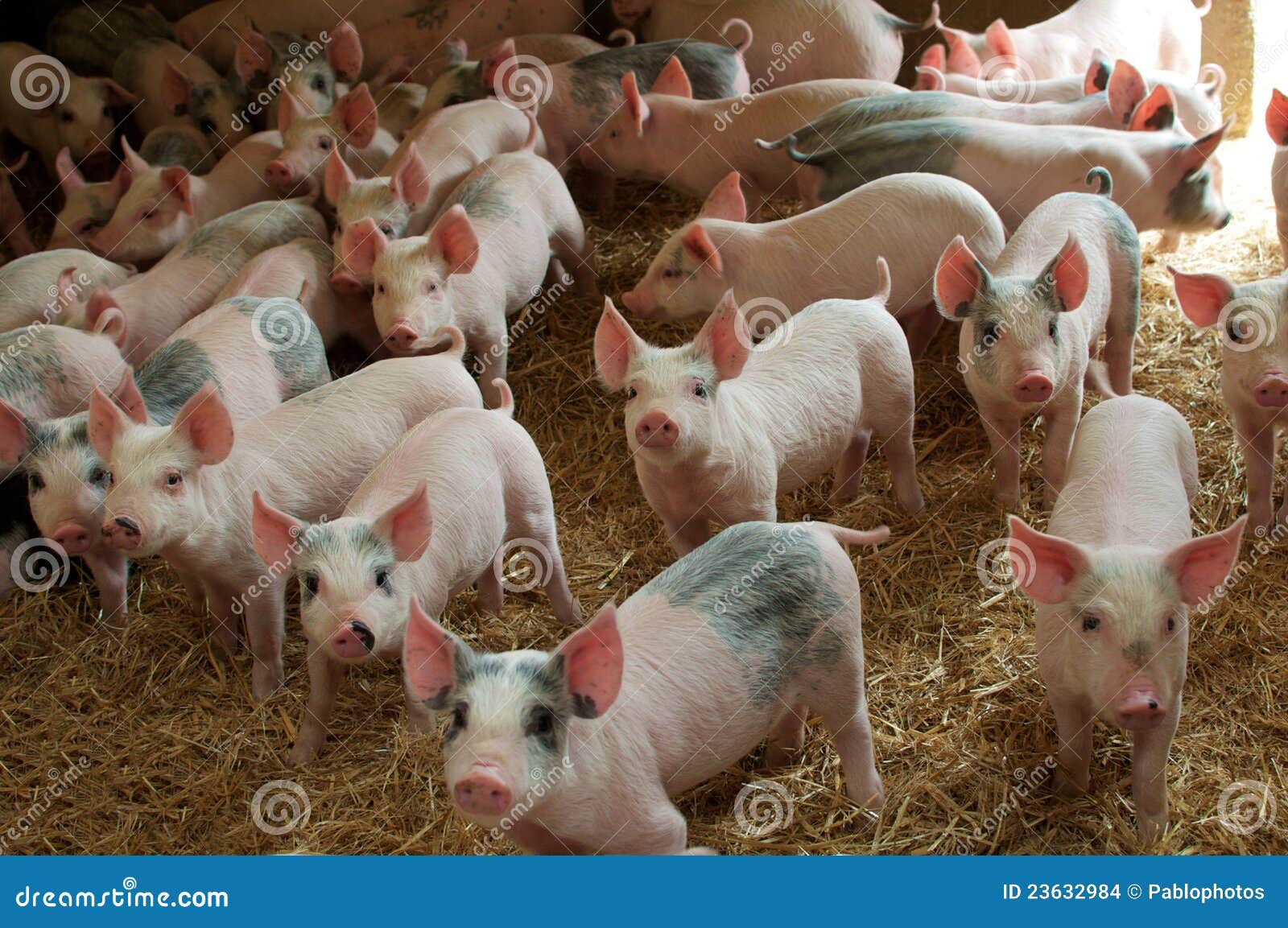 28,392 Pigs Stock Photos - Free & Royalty-Free Stock Photos from Dreamstime