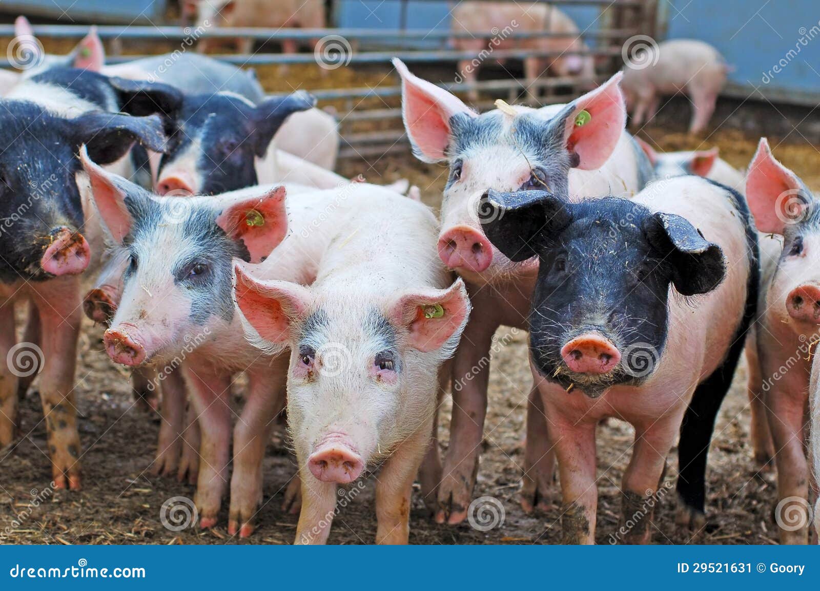 Pigs on farm stock image. Image of industry, animal, snout - 29521631