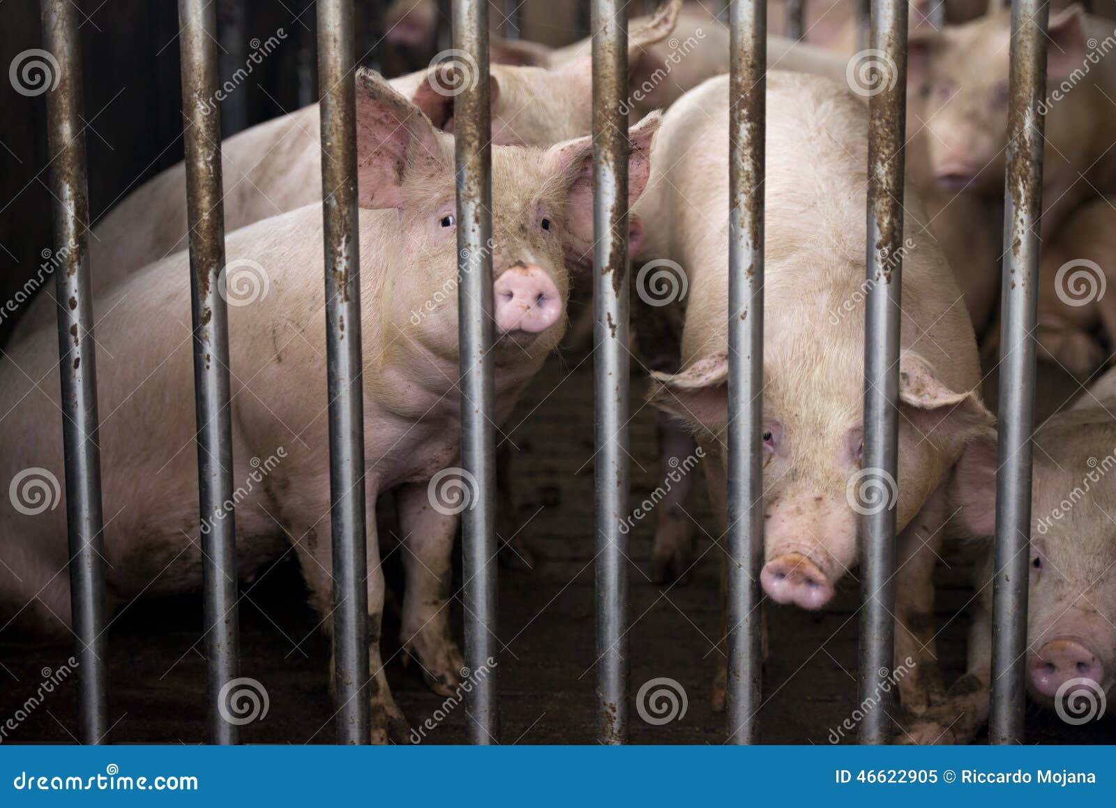 Pigs in farm stock image. Image of three, herd, fence - 46622905