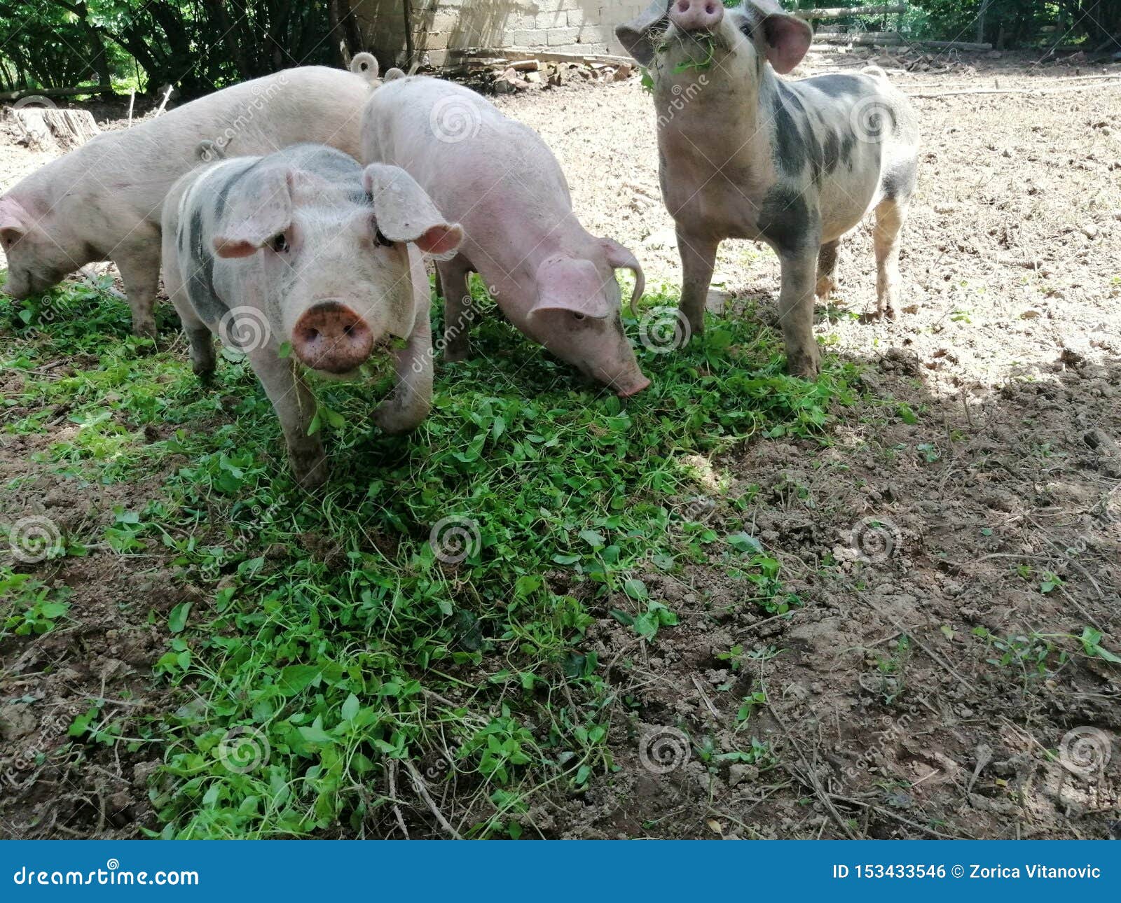 Pigs in farm eating stock photo. Image of eating, meat - 153433546