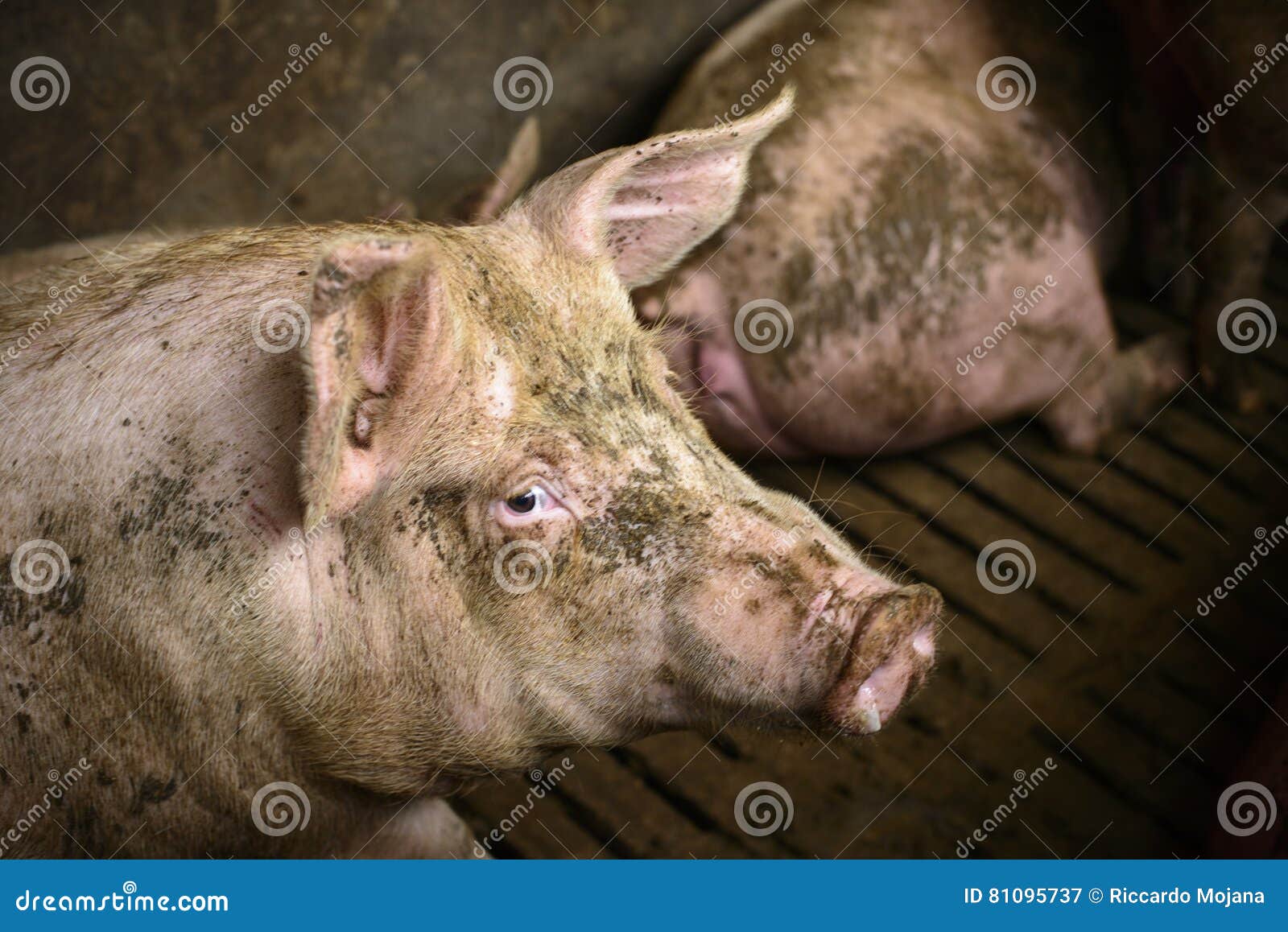 Pigs in farm stock image. Image of plant, growing, business - 81095737