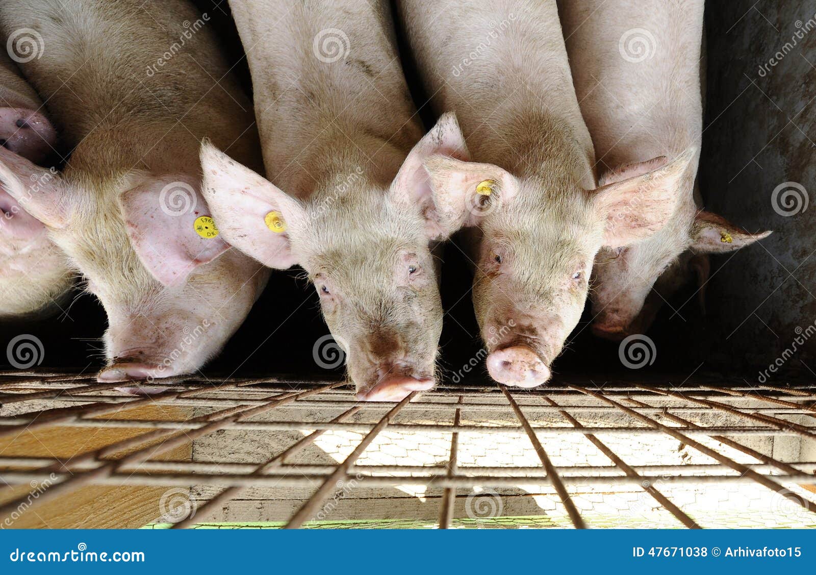 Pigs farm stock photo. Image of nature, green, closeup - 47671038