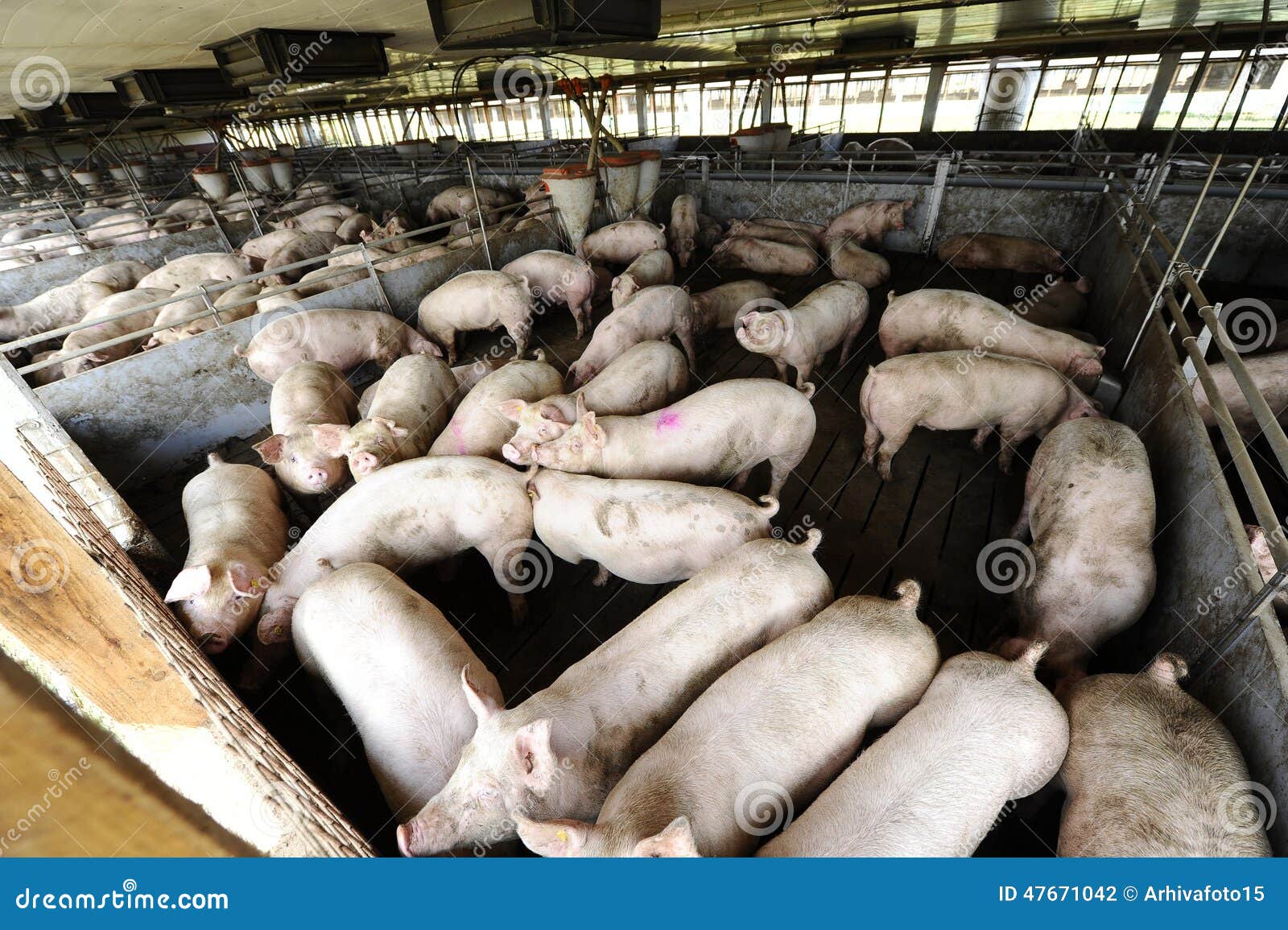 Pigs farm stock photo. Image of piglet, husbandry, dirty - 47671042