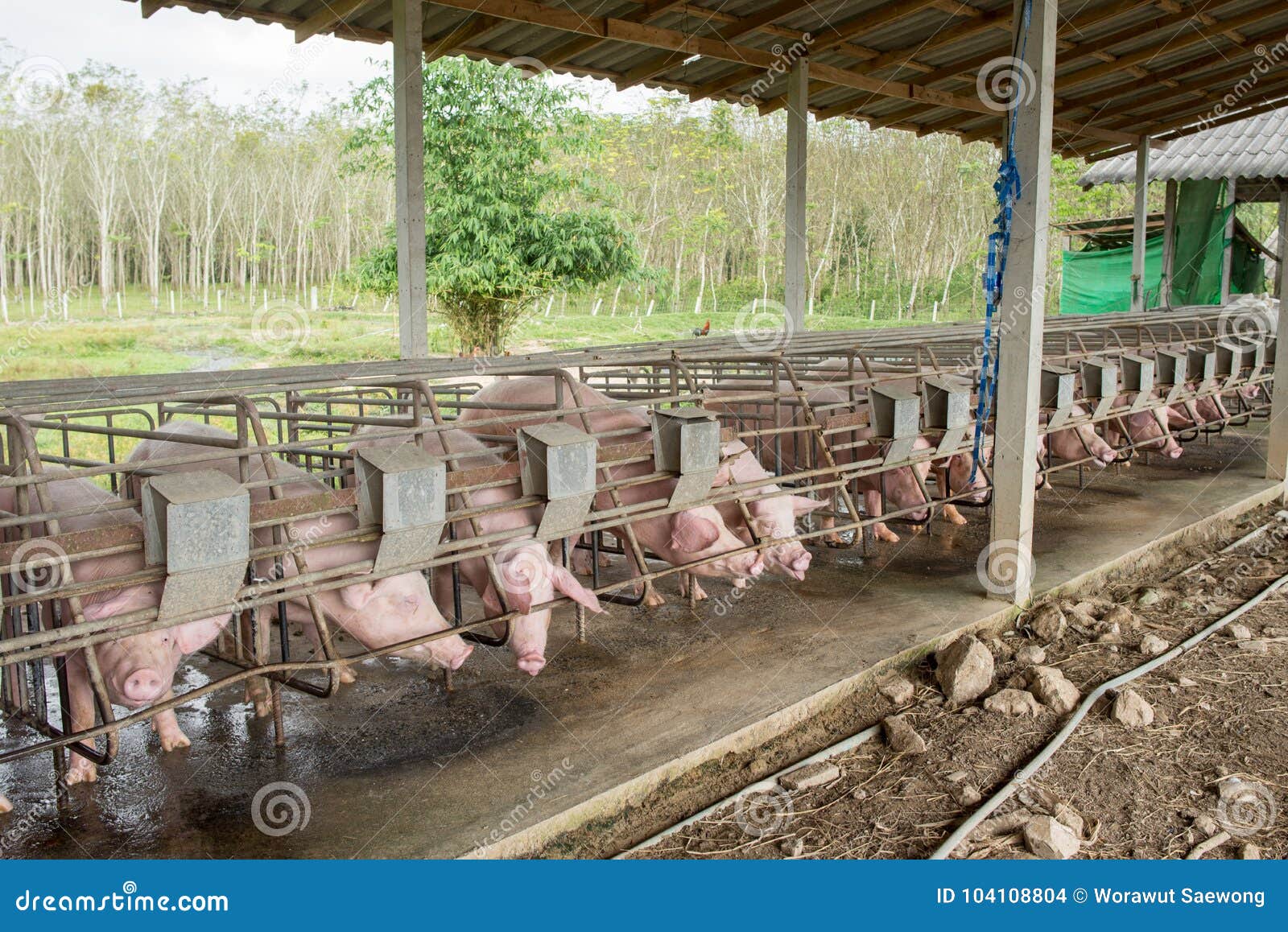 Pigs at the farm. stock photo. Image of pink, nature - 104108804