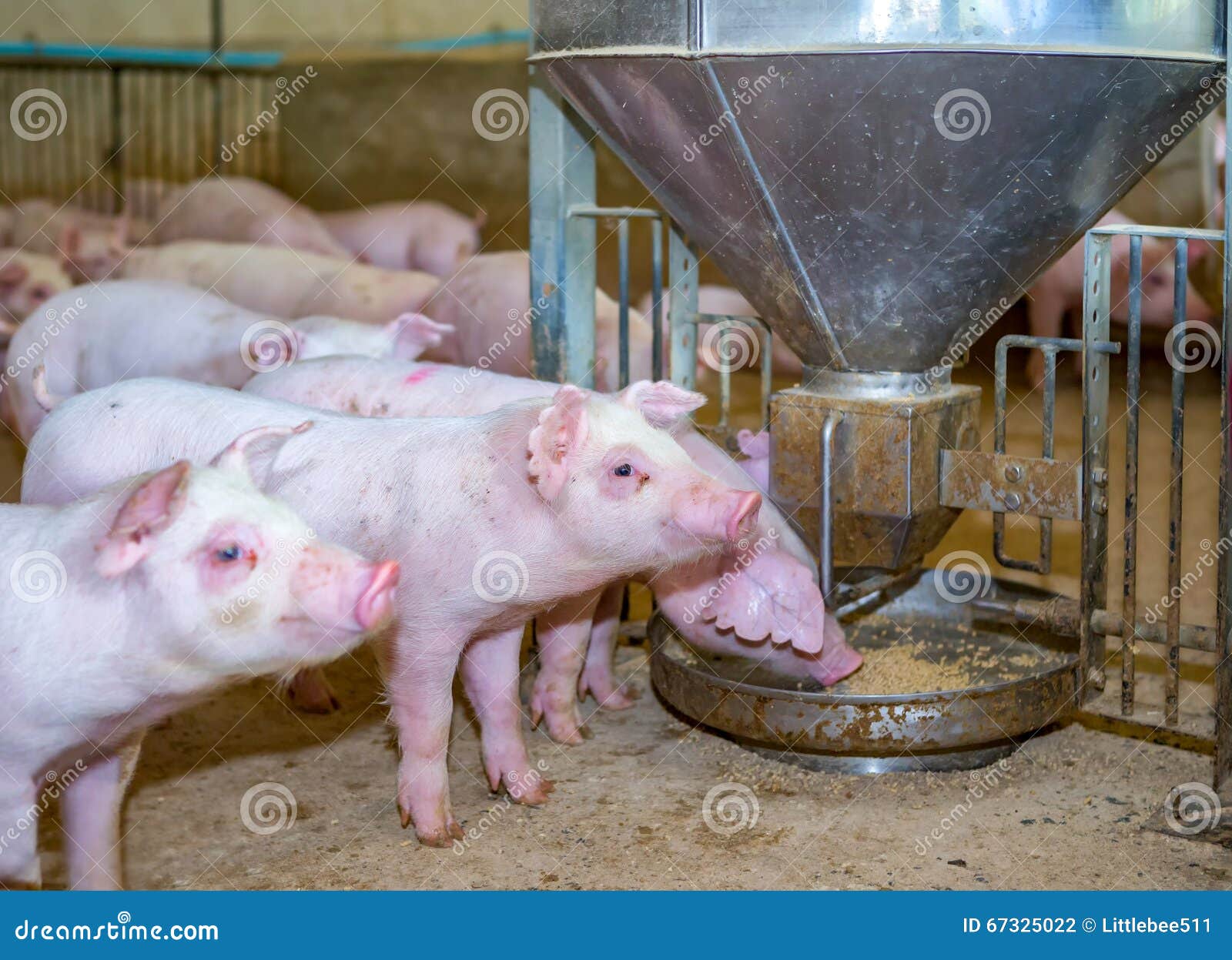 Pigs in the Farm at Thailand Stock Photo - Image of life, group: 67325022