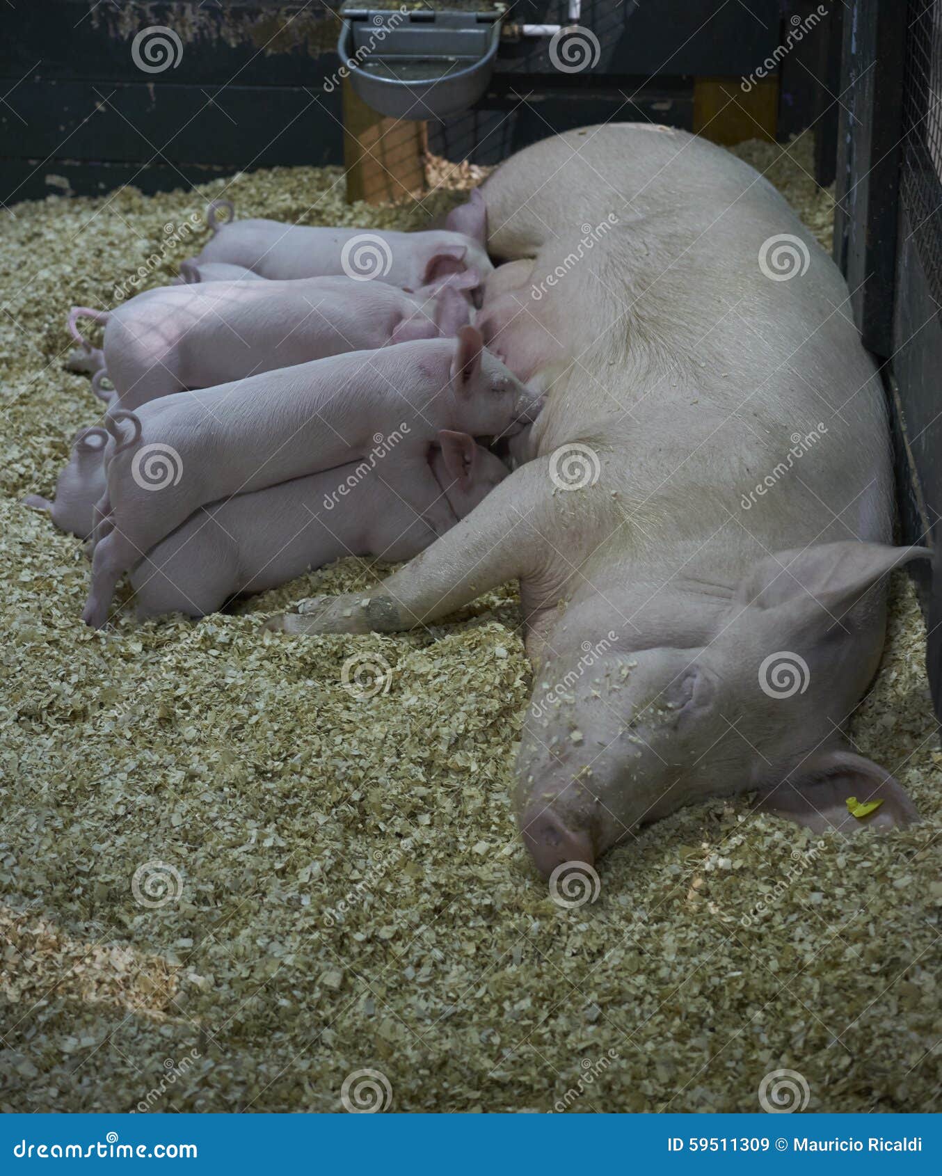 Pigs feeding at the barn stock image. Image of feed, offspring - 59511309
