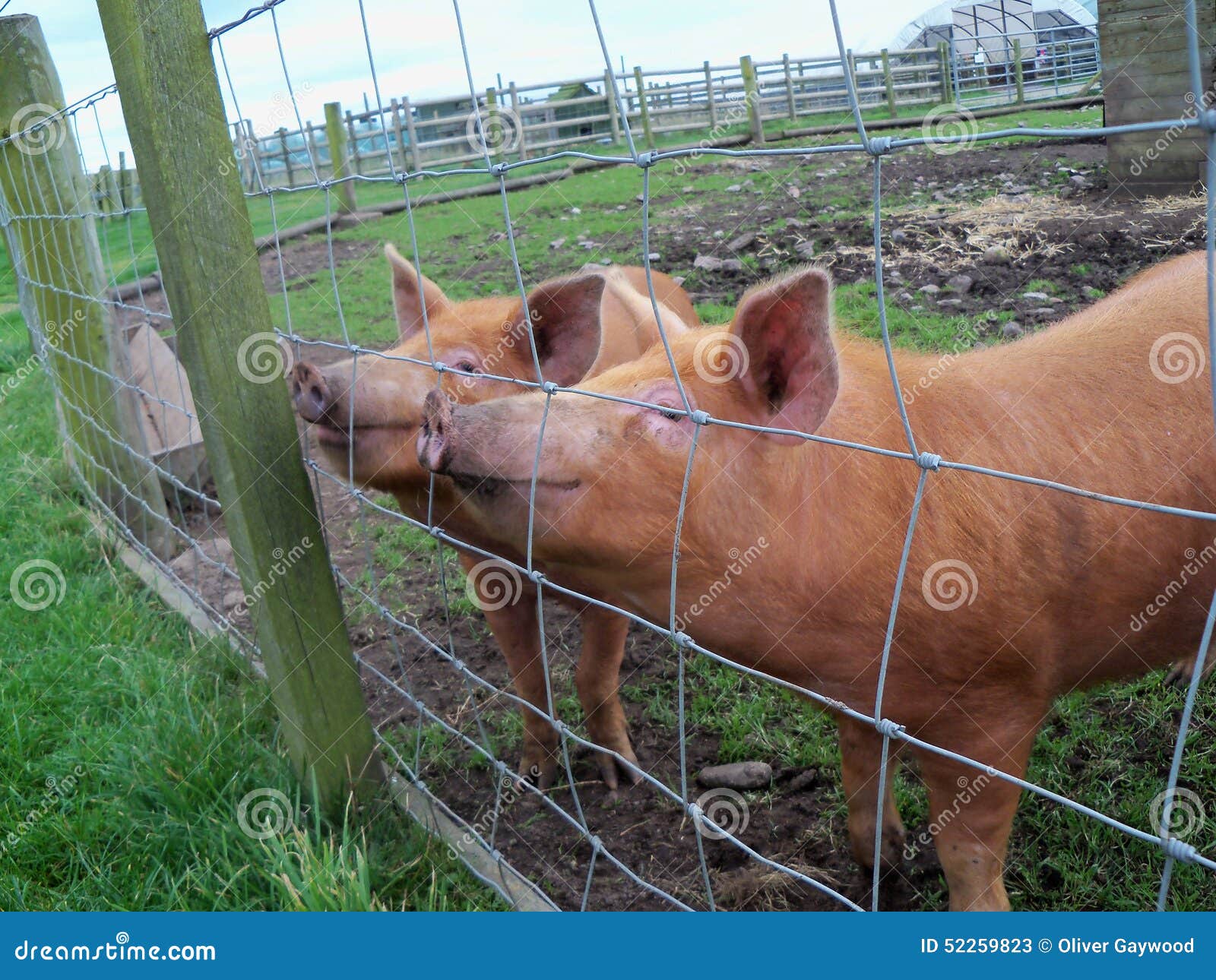 Pigs at a fence stock image. Image of pigs, pork, piggy - 52259823