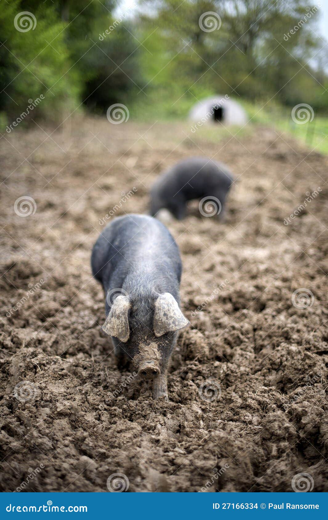 Pigs in a Field stock photo. Image of color, dirty, nature - 27166334