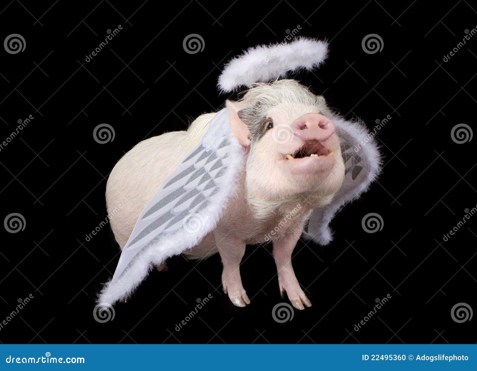 When Pigs Fly stock photo. Image of pigs, bellied, cute - 22495360