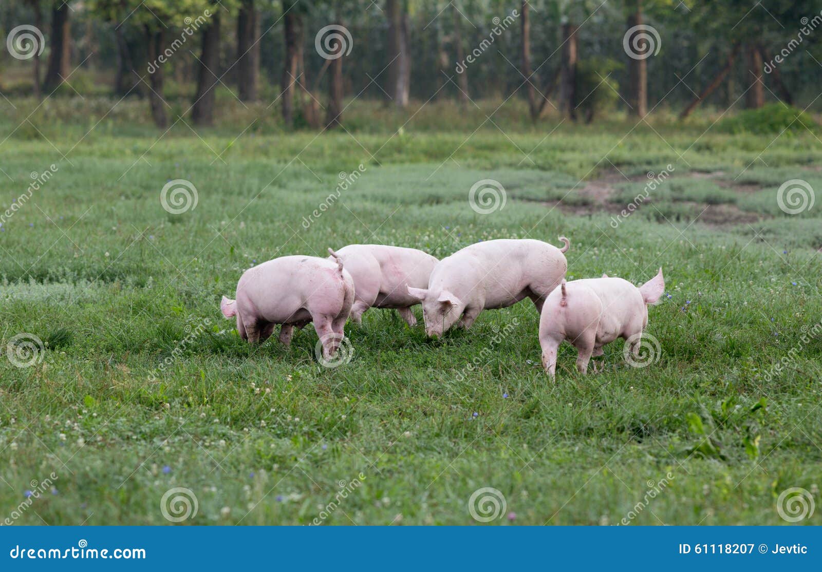 Pigs on grassland stock image. Image of animal, sniffing - 61118207