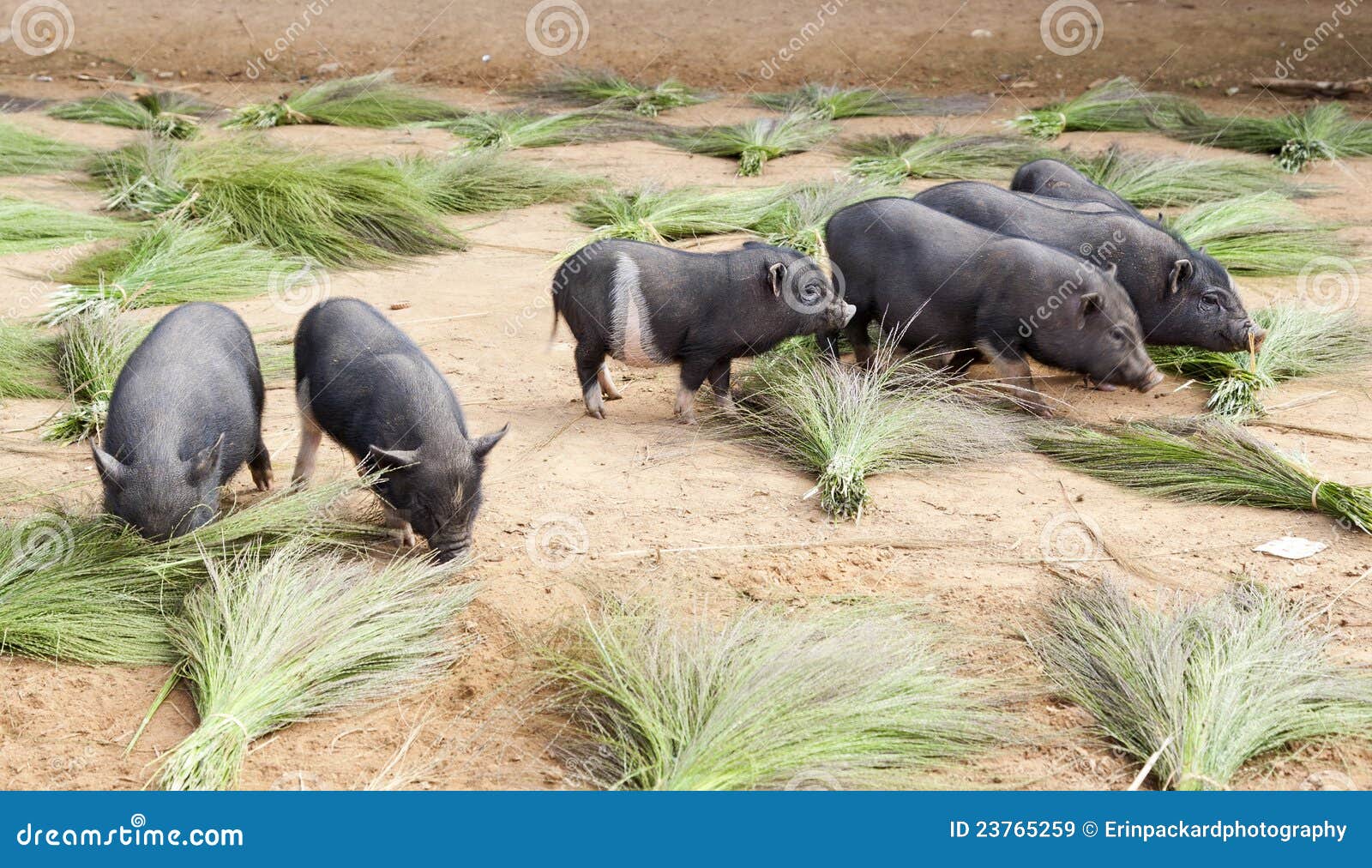 Pigs Grazing through Handmade Brooms Stock Image - Image of mammal ...