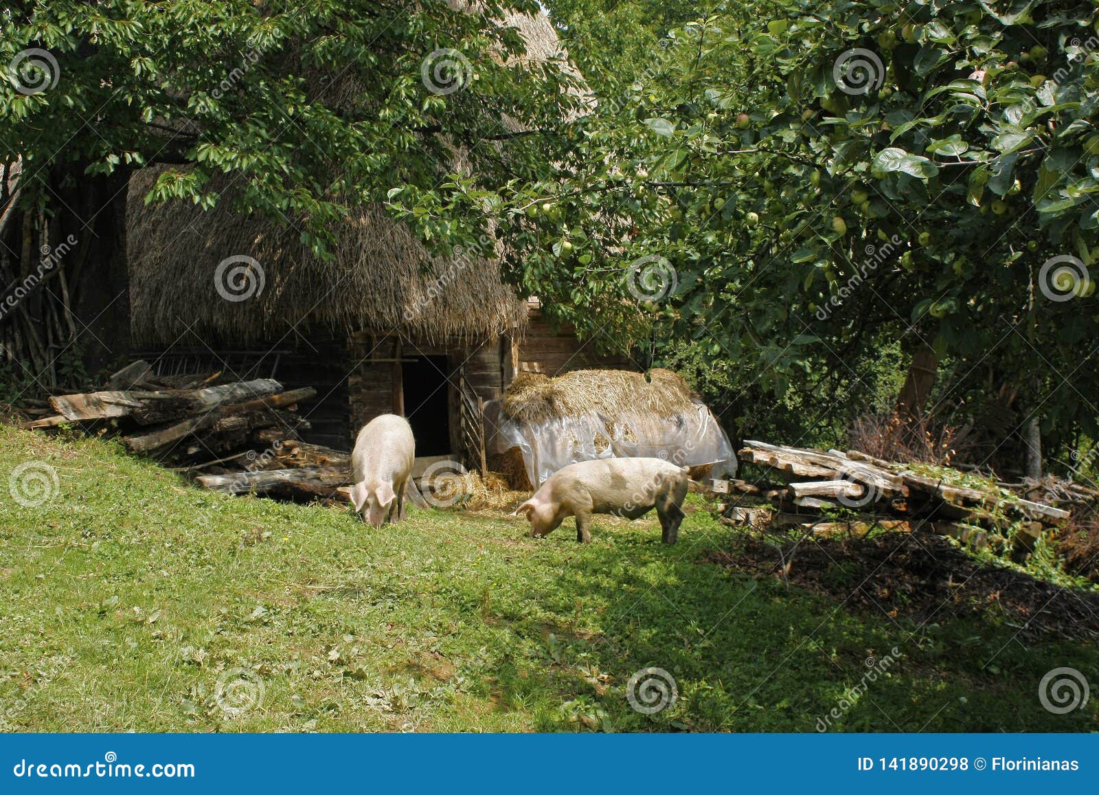 Pigs Grazing High in the Mountains Stock Photo - Image of grazing, farm ...
