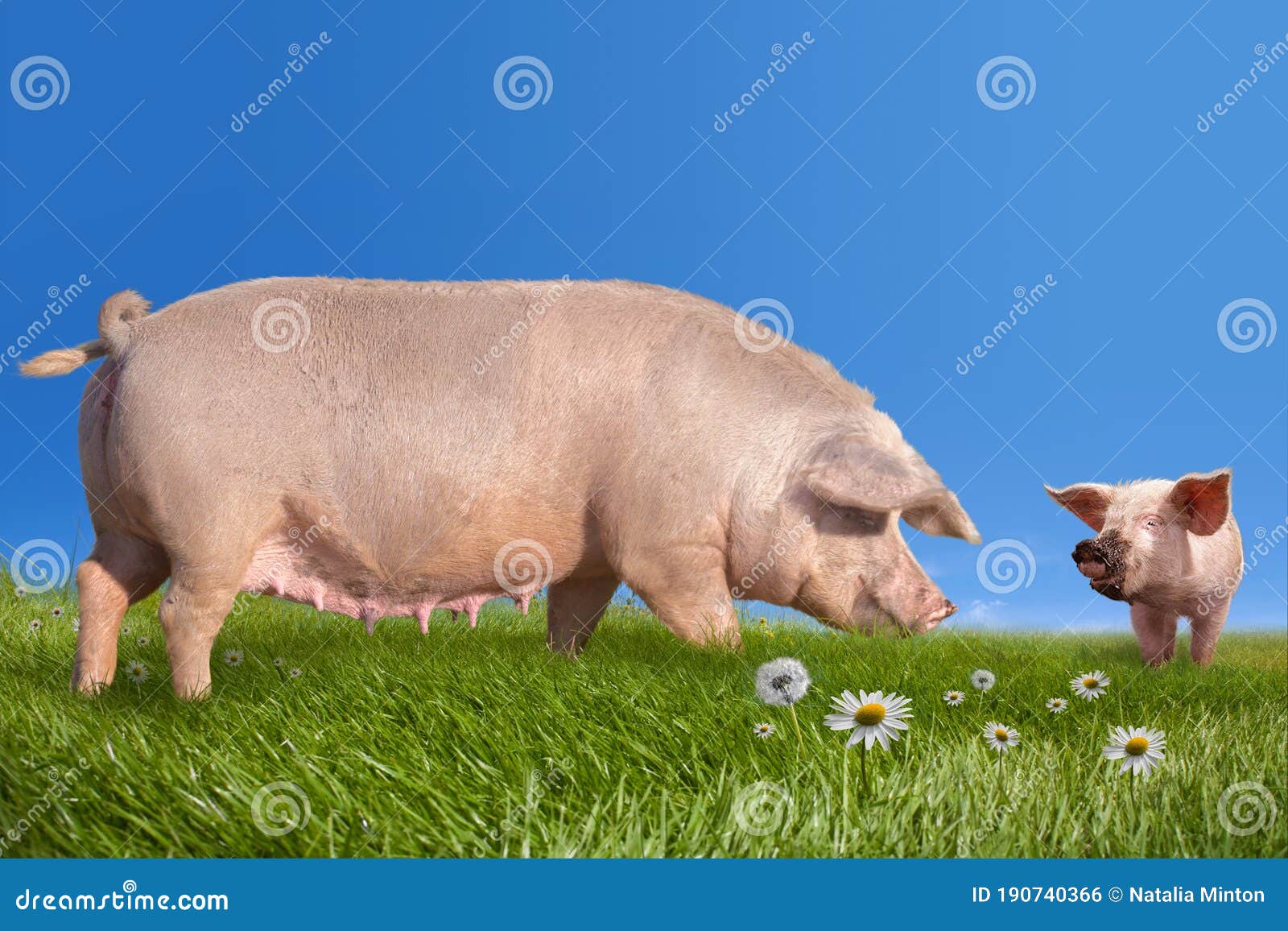 Pigs on green field stock photo. Image of motherhood - 190740366