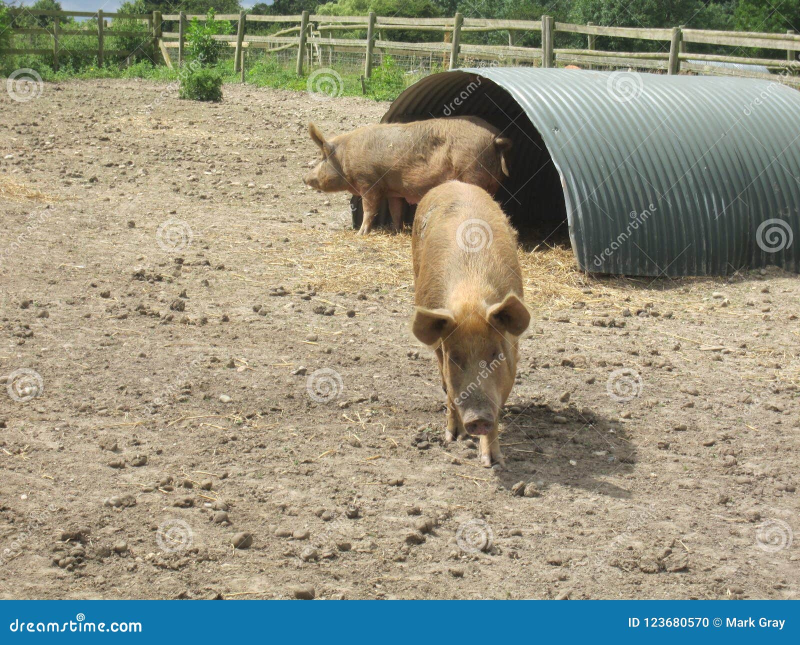 A Pigs Greeting stock photo. Image of greeting, pigs - 123680570
