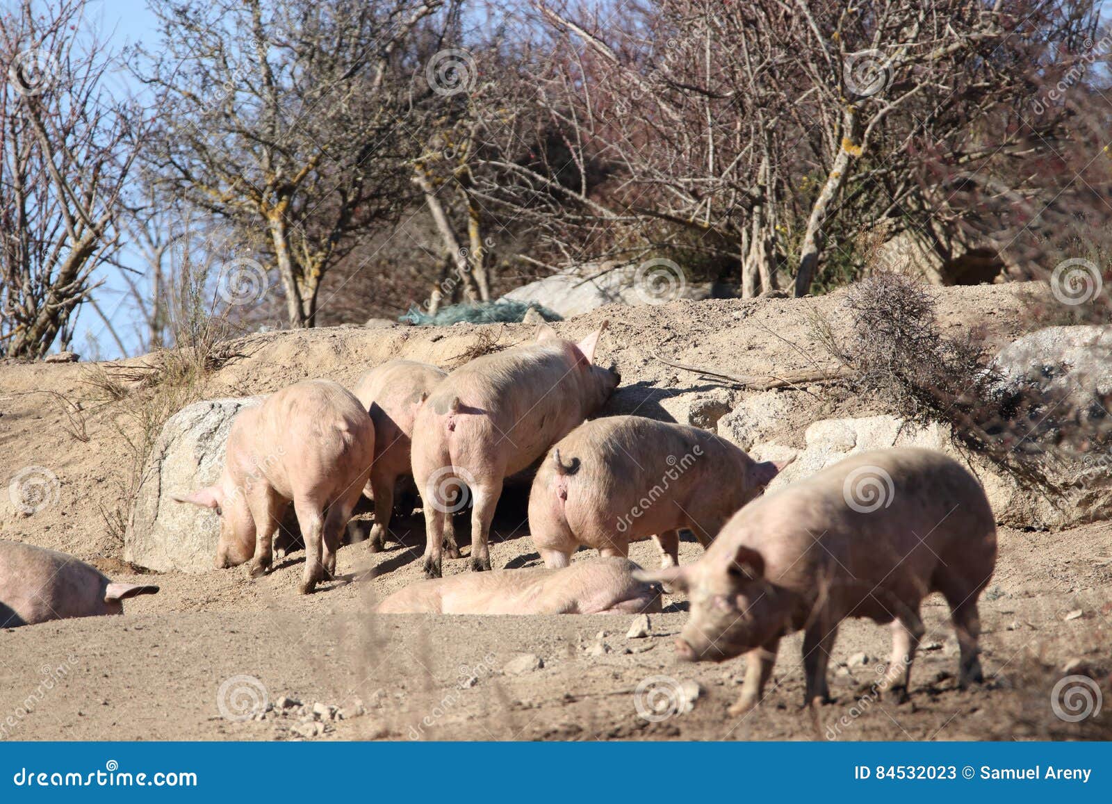 Pigs stock image. Image of breeding, young, breastfeeding - 84532023