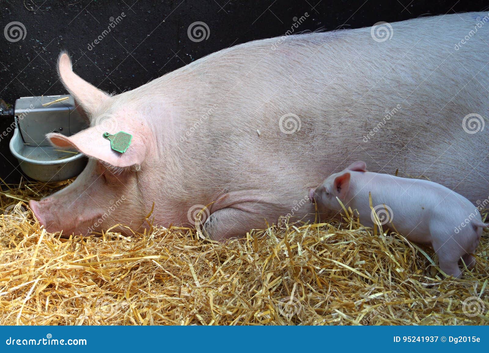 Pigs in hay stock image. Image of baby, mother, animal - 95241937