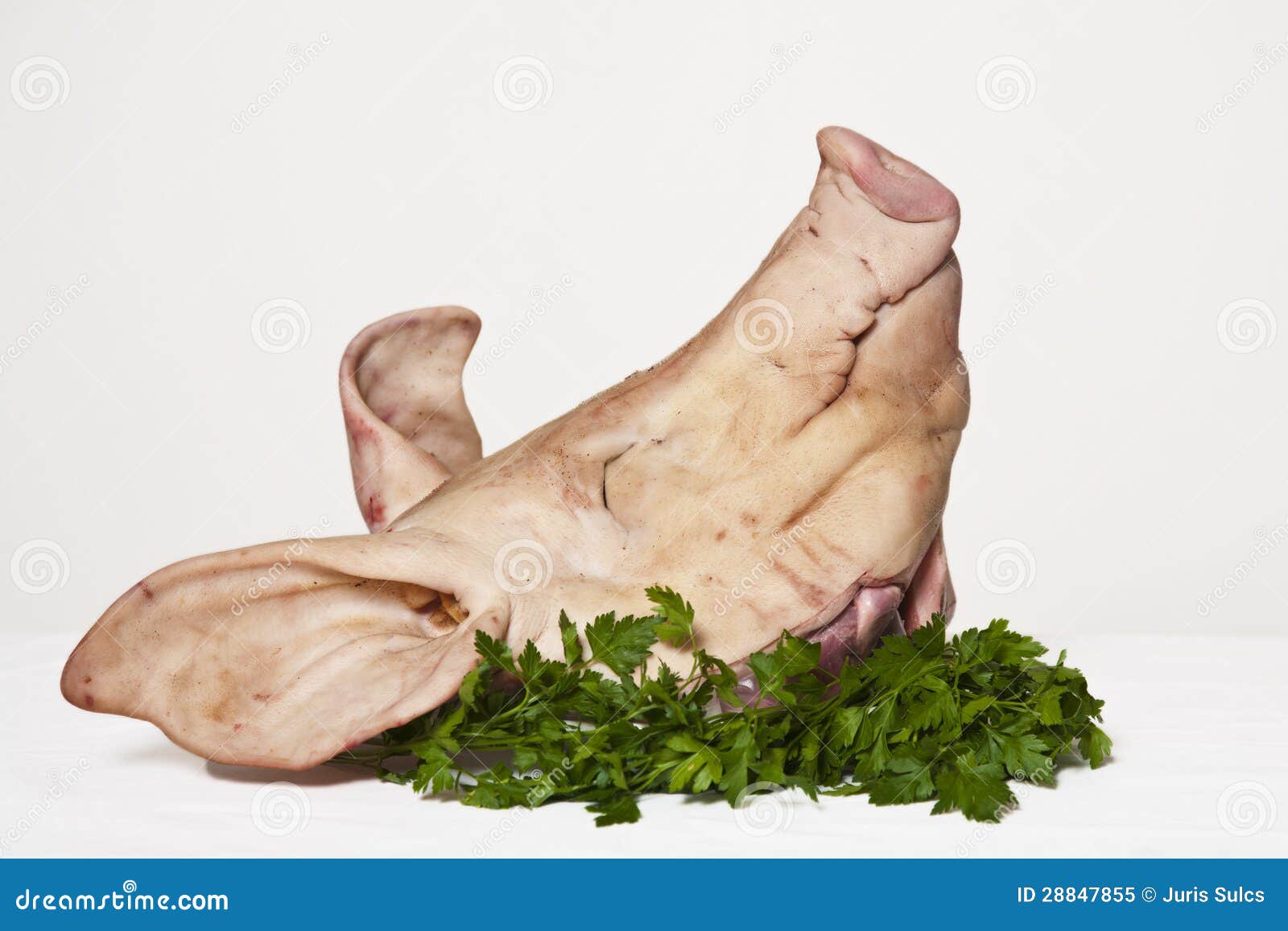 Pigs head stock image. Image of pork, parsley, head, cholesterol - 28847855