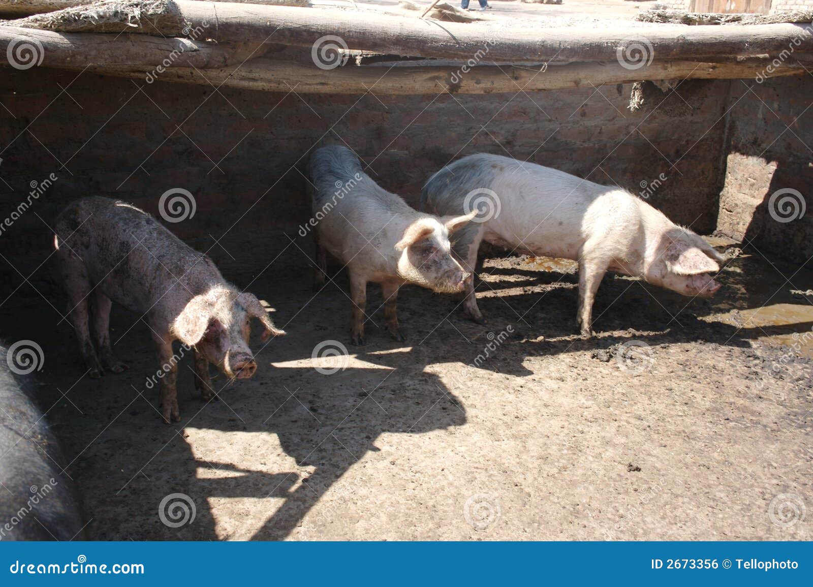 Pigs hiding in shade stock photo. Image of pasturage, palpa - 2673356