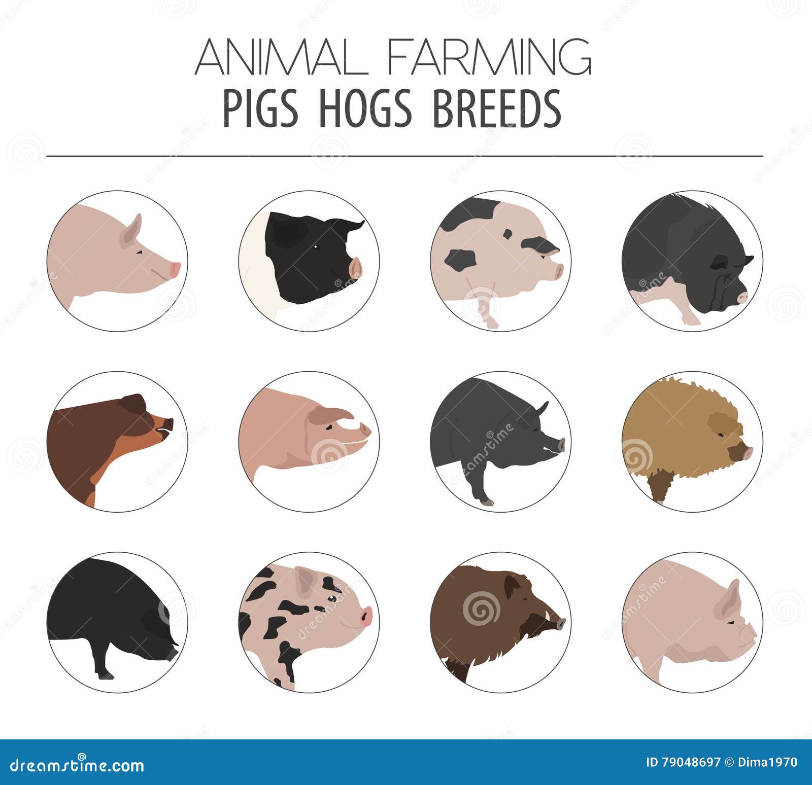 Pigs, Hogs Breed Icon Set. Flat Design Stock Vector - Illustration of ...