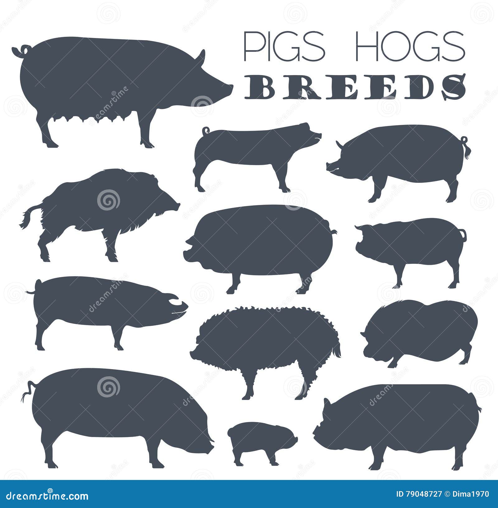 Pigs, Hogs Breed Icon Set. Flat Design Stock Vector - Illustration of ...