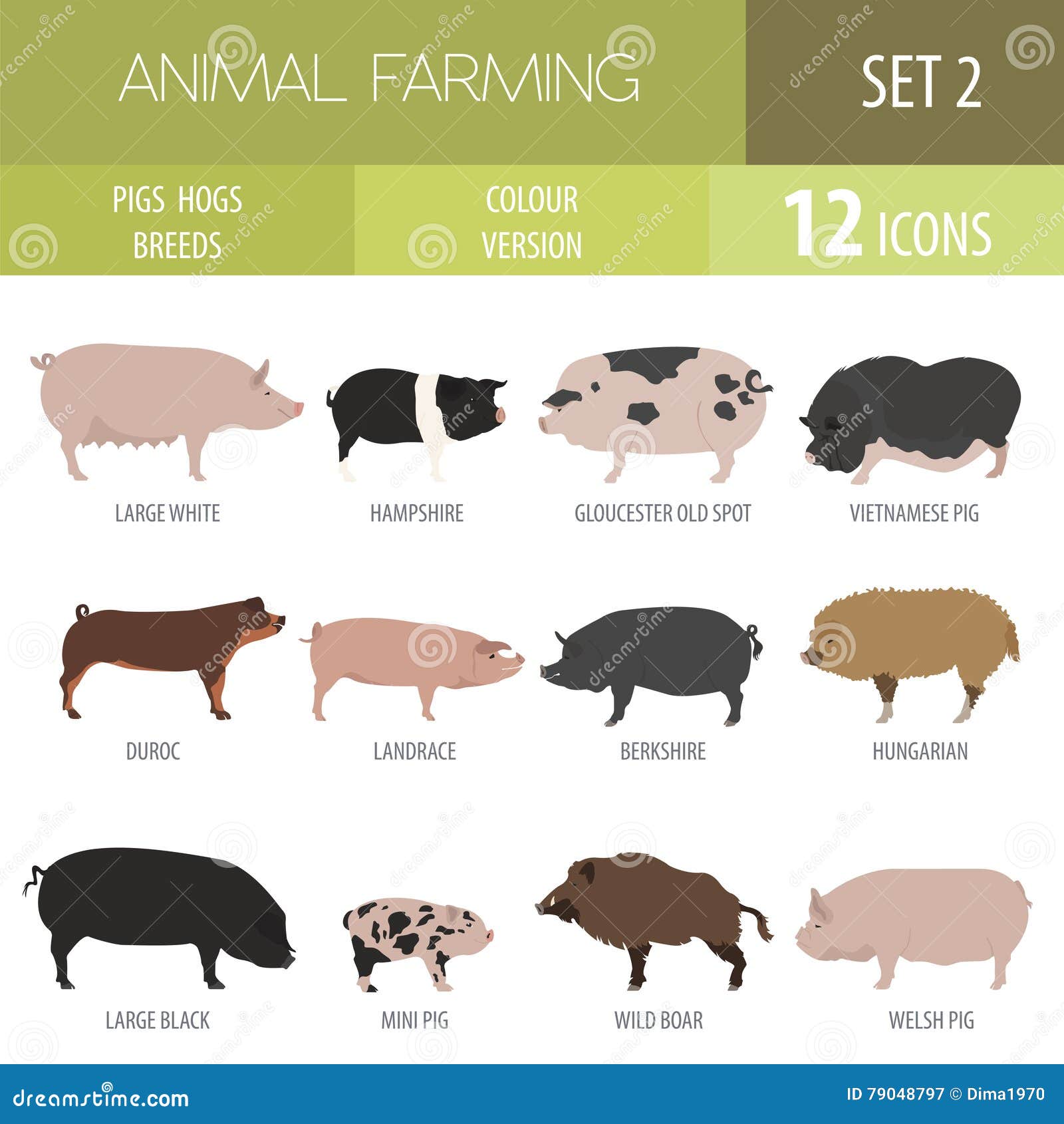 Pigs, Hogs Breed Icon Set. Flat Design Stock Vector - Illustration of ...
