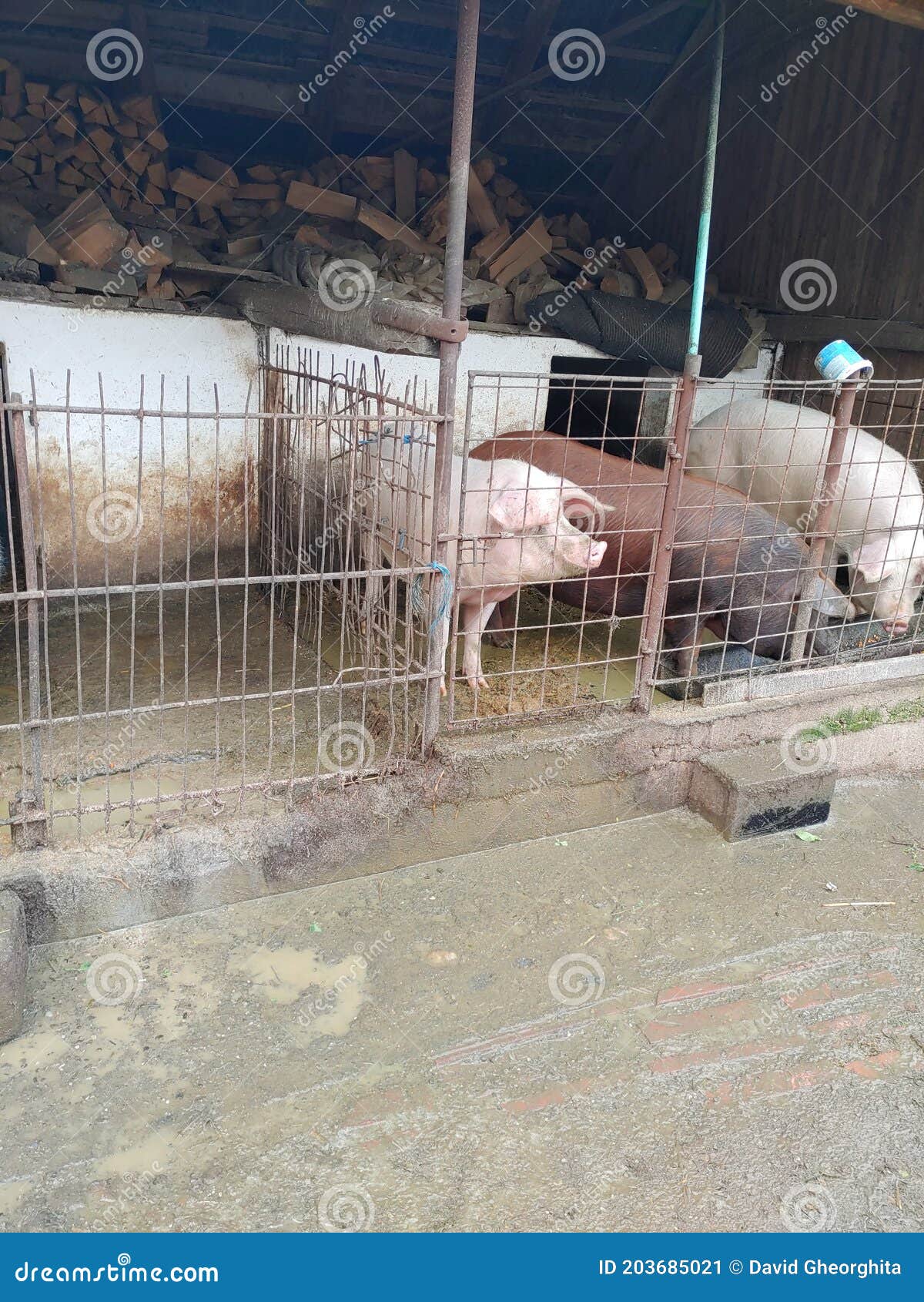 Pigs at home stock image. Image of pigs, animals, home - 203685021